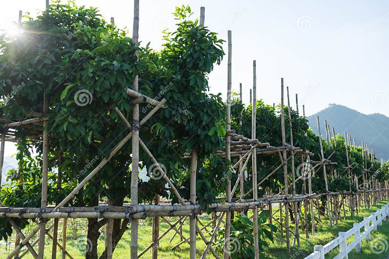 Rose apple tree stock image. Image of tropical, agriculture - 81889417