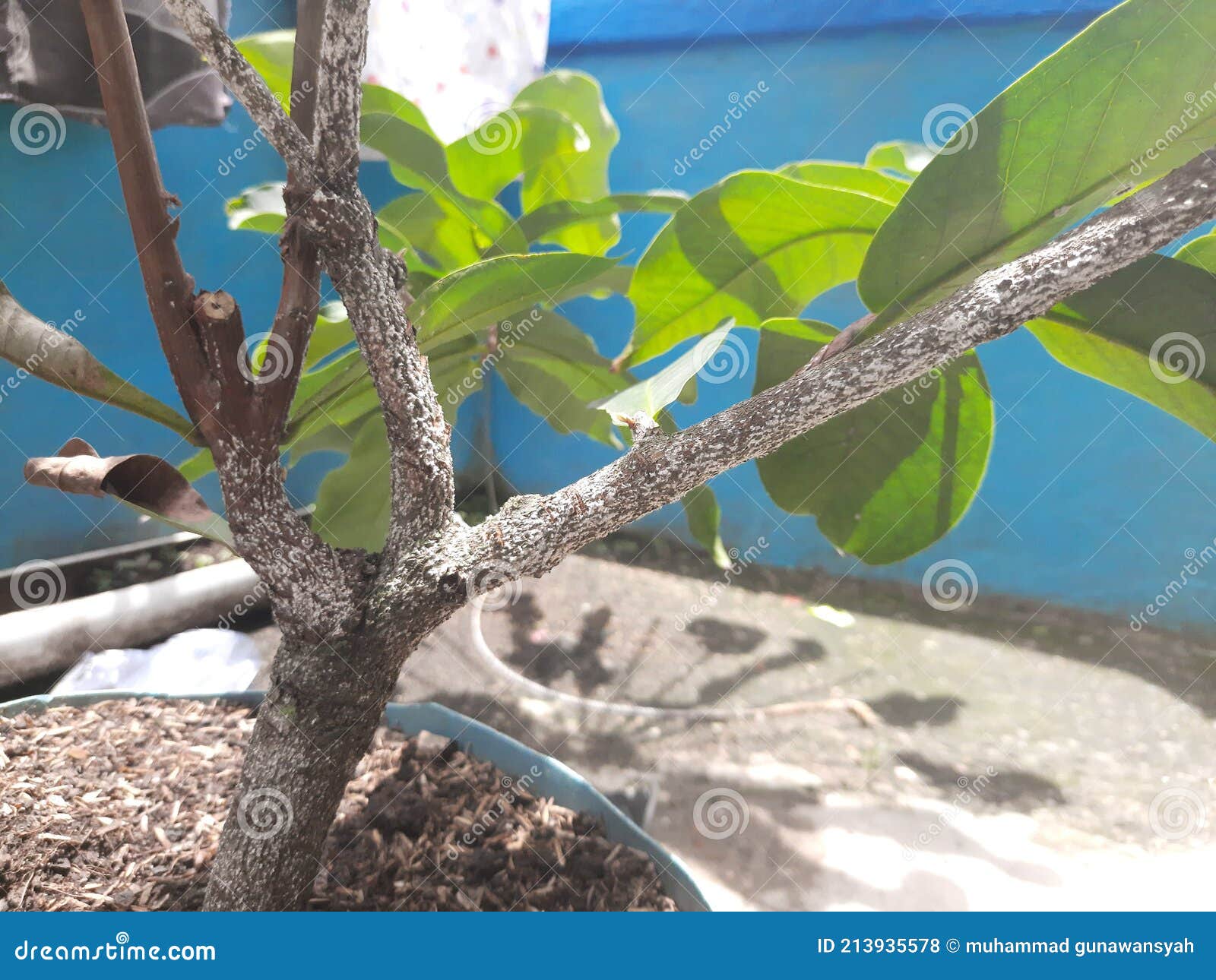 Rose Apple Tree Trunk Infested with White Pests Stock Photo - Image of ...