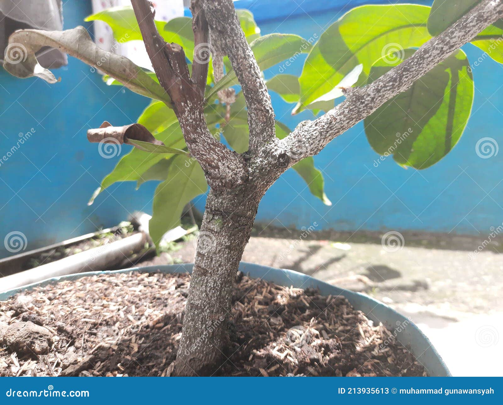 Rose Apple Tree Trunk Infested with White Pests Stock Image - Image of ...