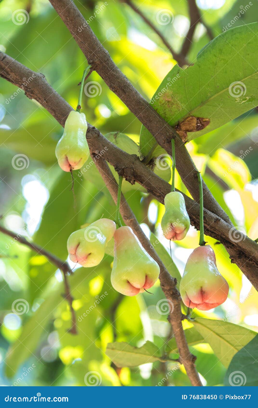 Rose apple on tree stock photo. Image of tropical, rose - 76838450