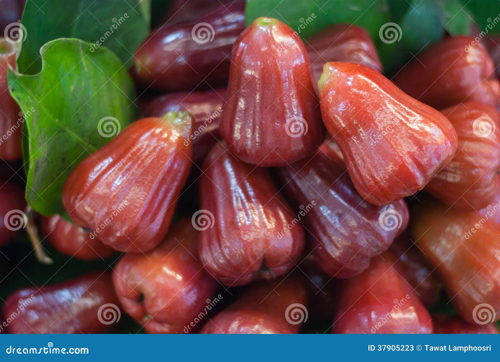 Rose apples stock image. Image of asia, culture, dieting - 37905223