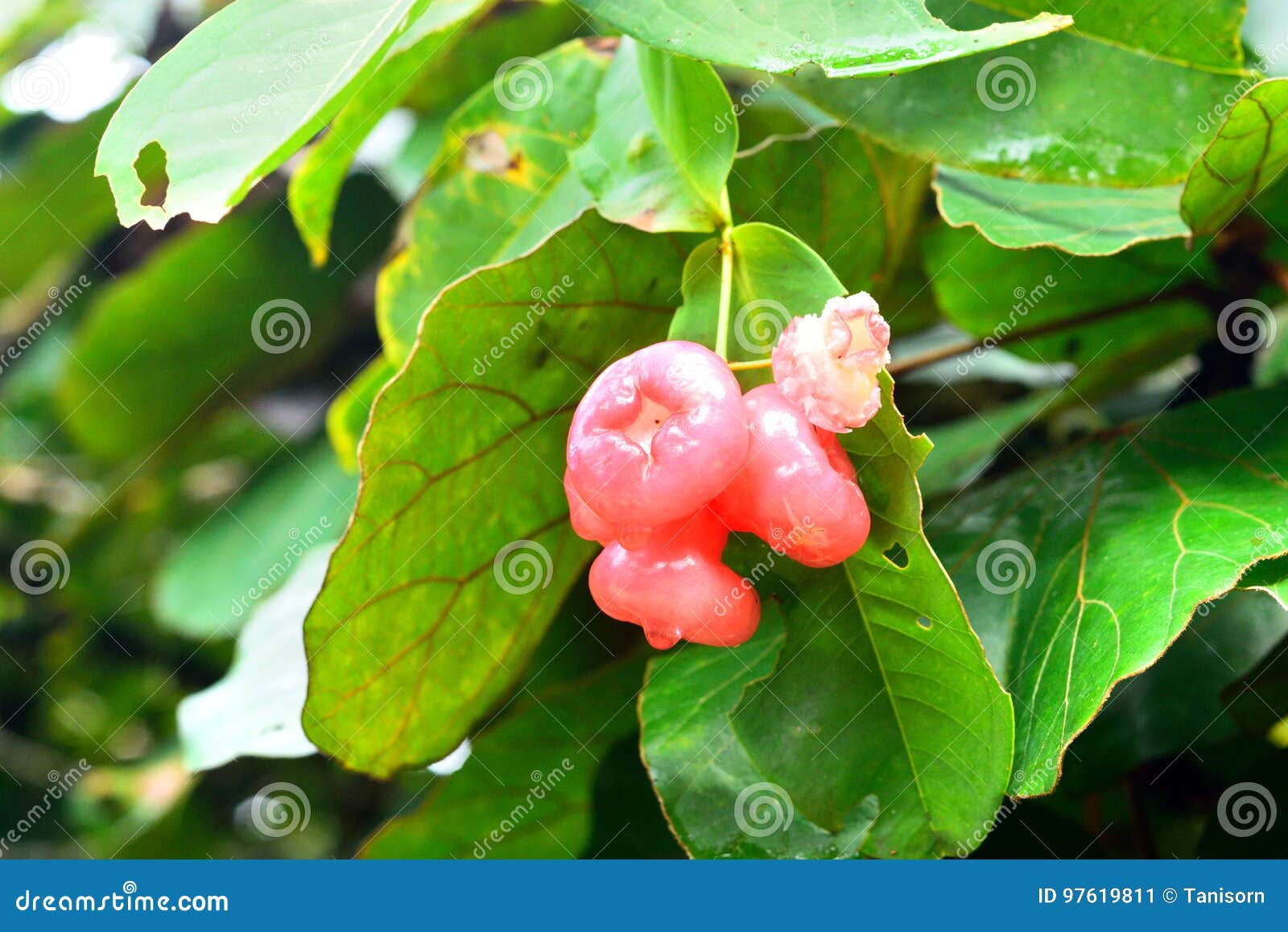 Rose Apples Fruit on Tree, Chomphu in Thailand Stock Image - Image of ...