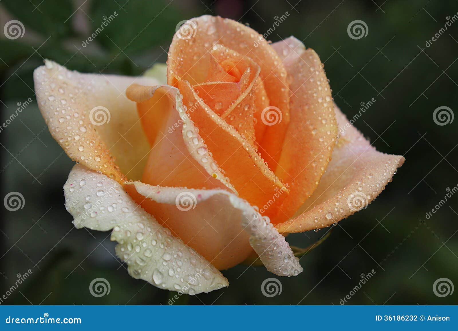 Rose apricot stock photo. Image of love, time, garden - 36186232