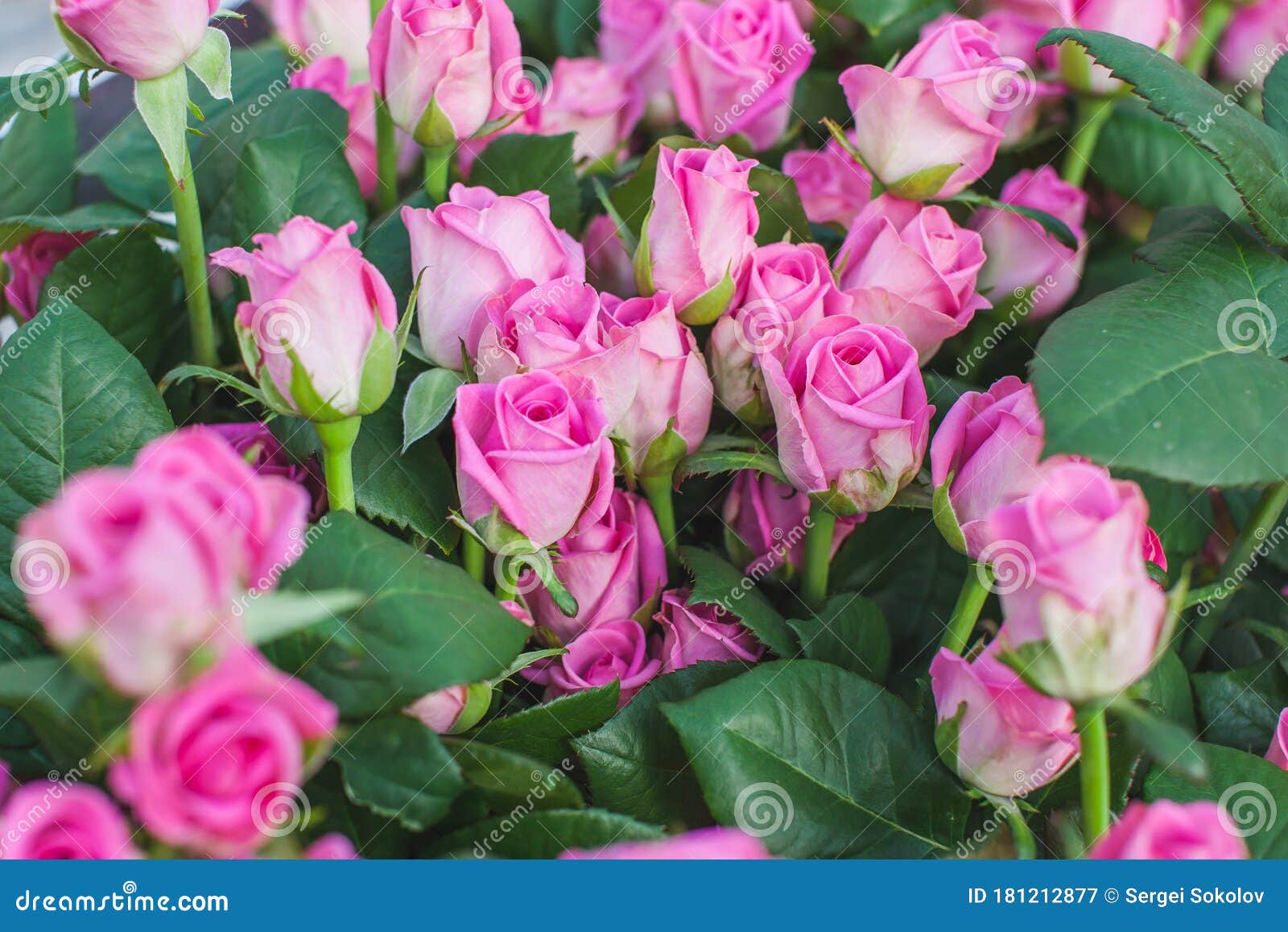 Rose Aqua Variety on a Bush Stock Image - Image of decoration, blossom ...