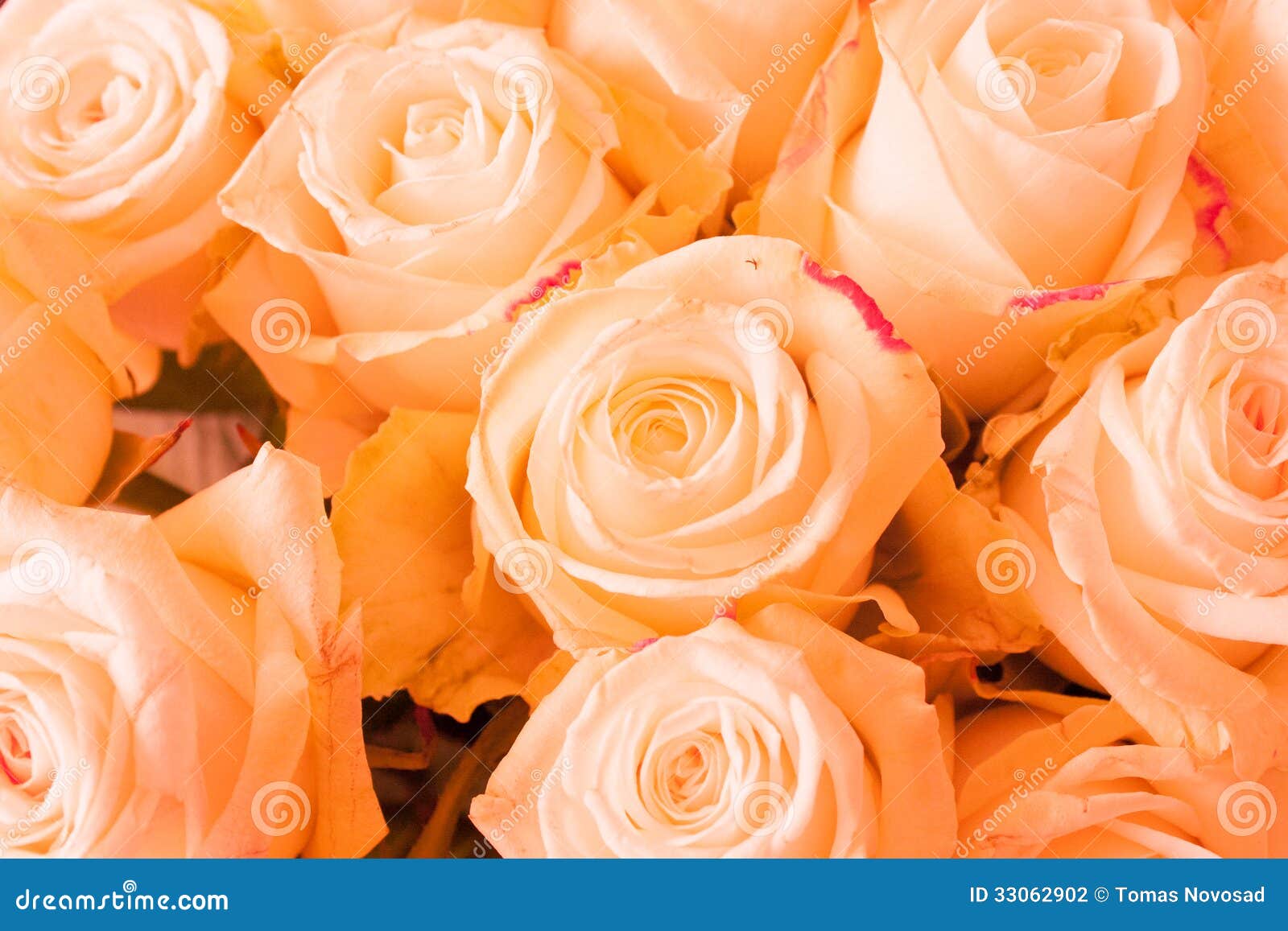 Rose arancio fotografia stock. Immagine di unione, fiori - 33062902