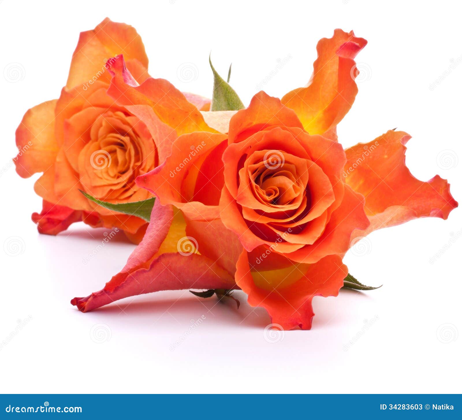 Rose arancio immagine stock. Immagine di pastello, macro - 34283603