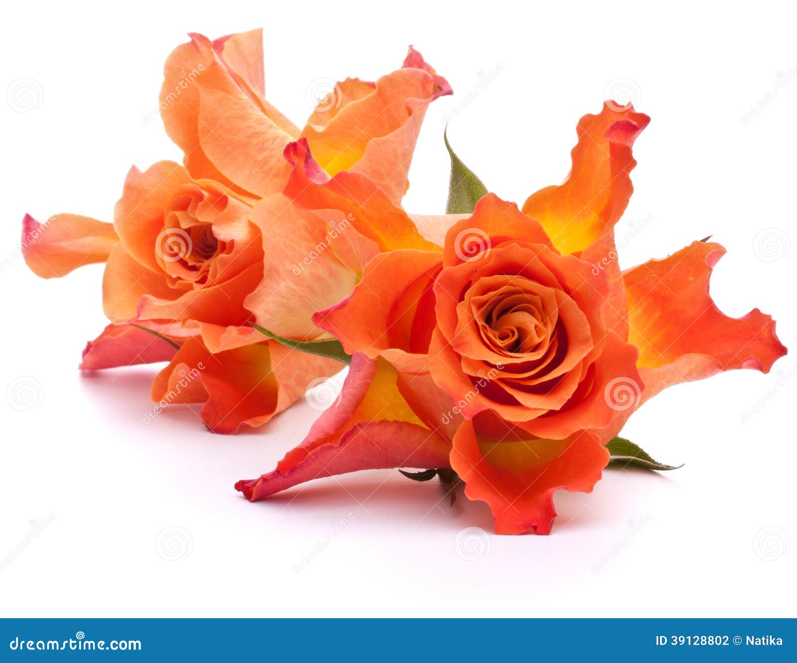 Rose arancio fotografia stock. Immagine di pastello, aperto - 39128802