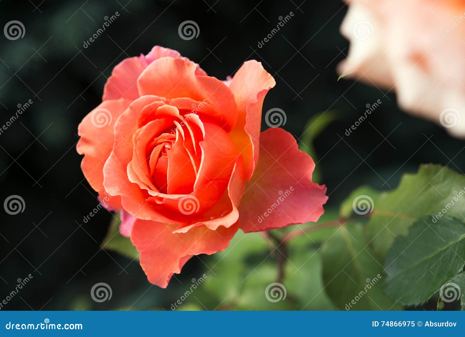 Rose arancio nel giardino immagine stock. Immagine di colore - 74866975