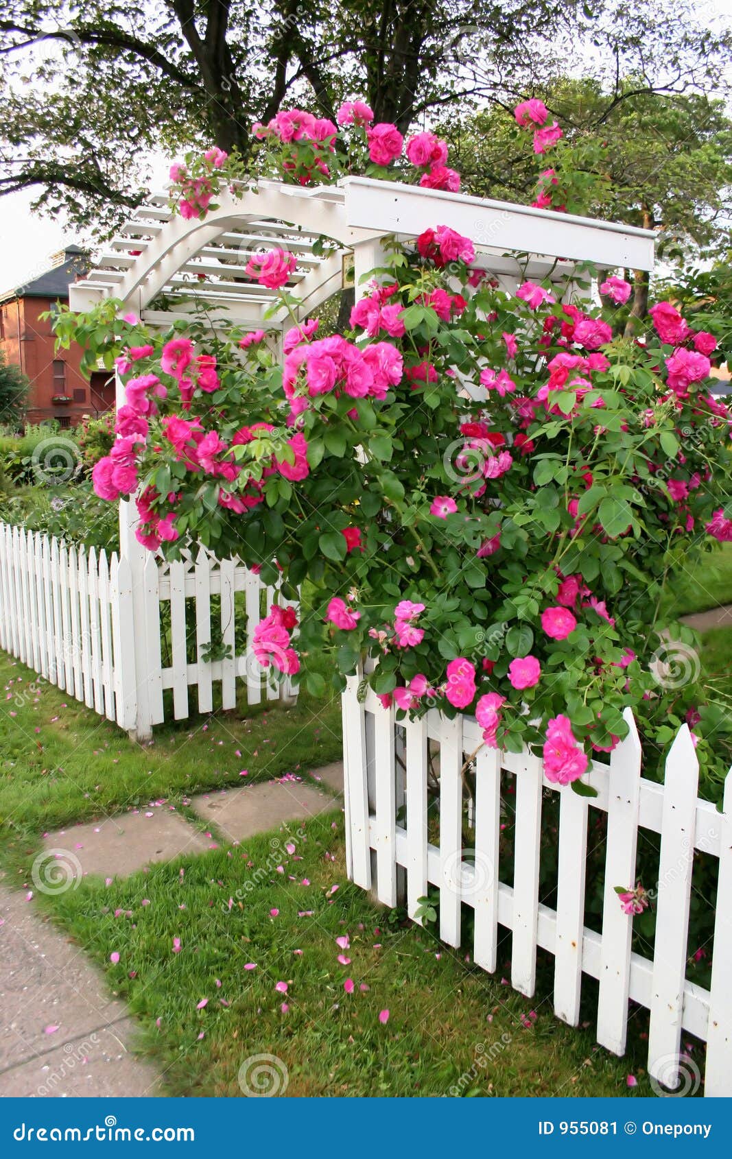 Rose Arbor stock image. Image of petals, climb, arbors - 955081