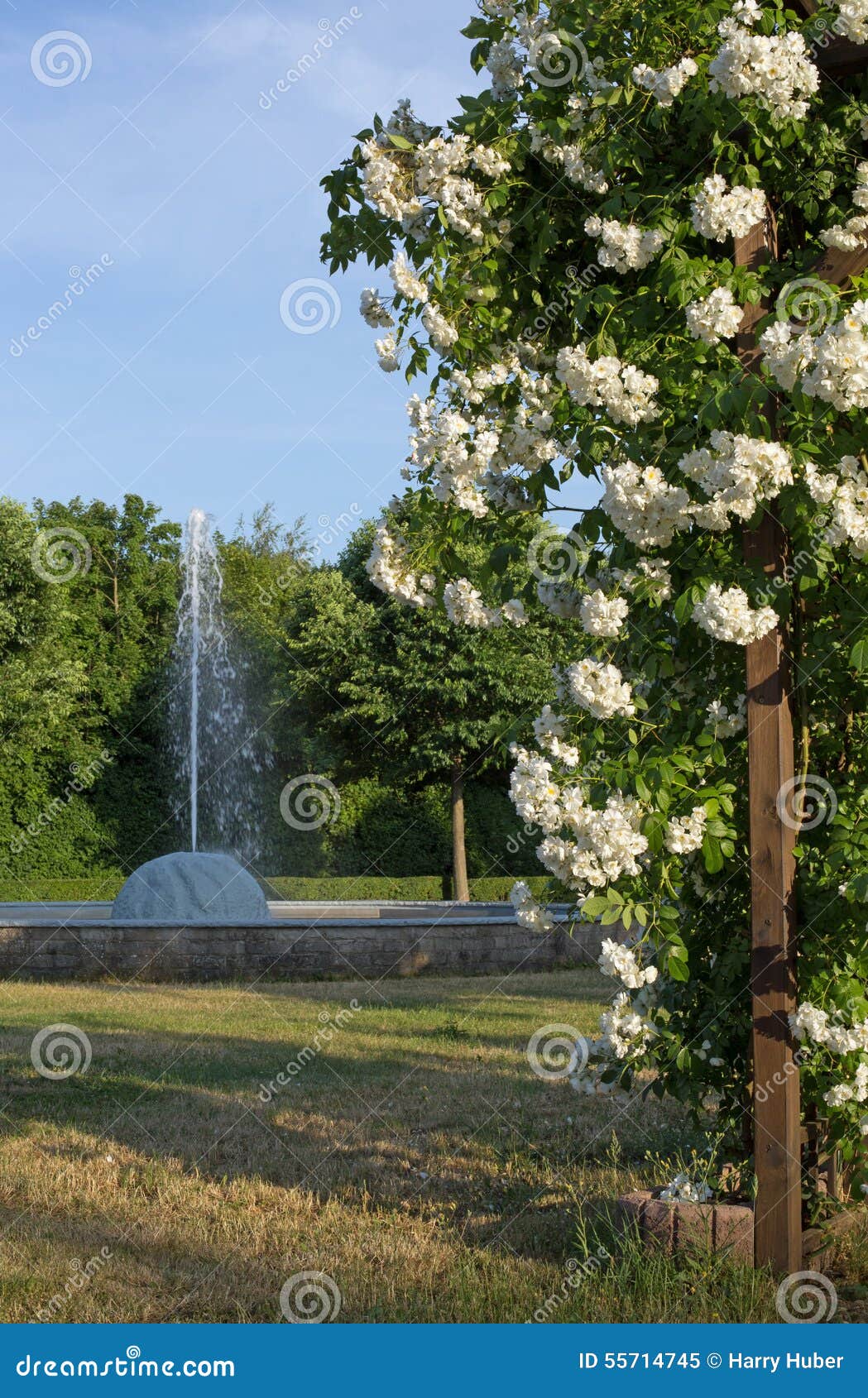 Rose arbor and fountain stock image. Image of water, trellis - 55714745