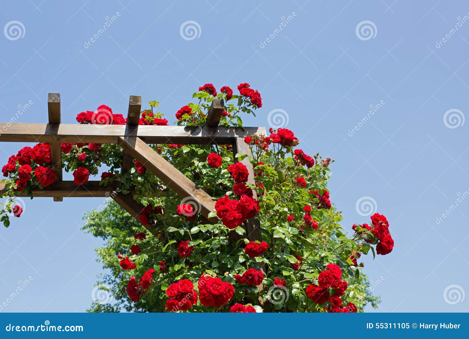 Rose arbor stock image. Image of flower, rose, springtime - 55311105