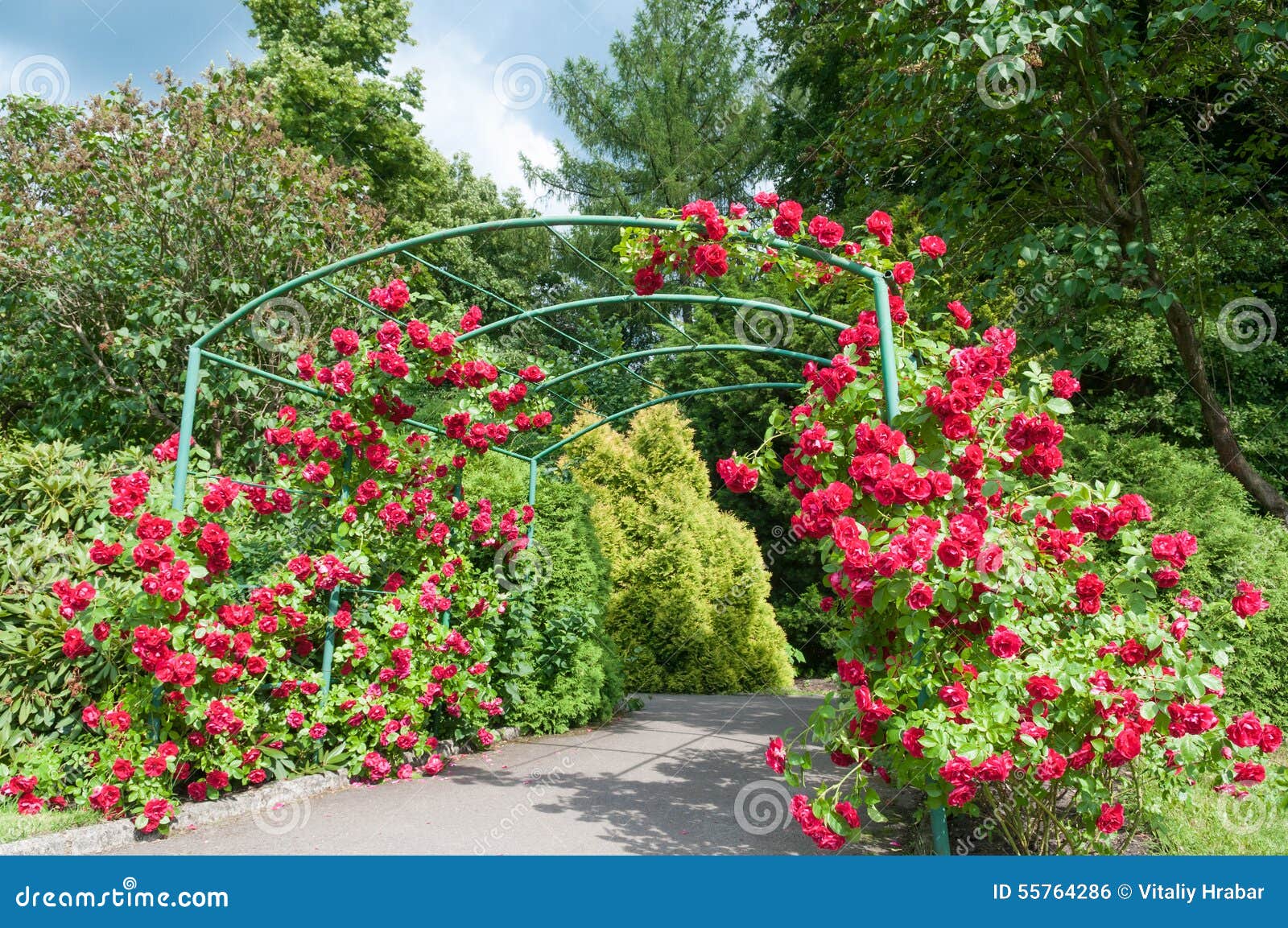 Rose arc bush stock photo. Image of gardening, bush, outside - 55764286