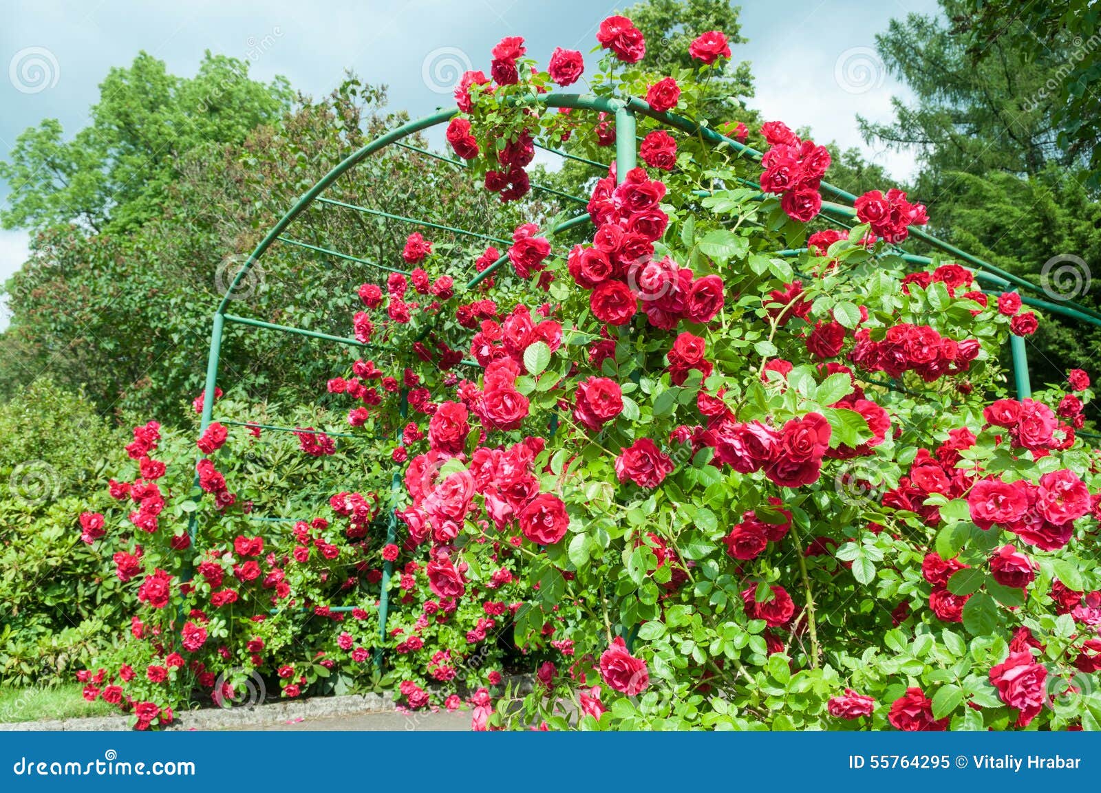 Rose arc bush stock image. Image of flower, branches - 55764295