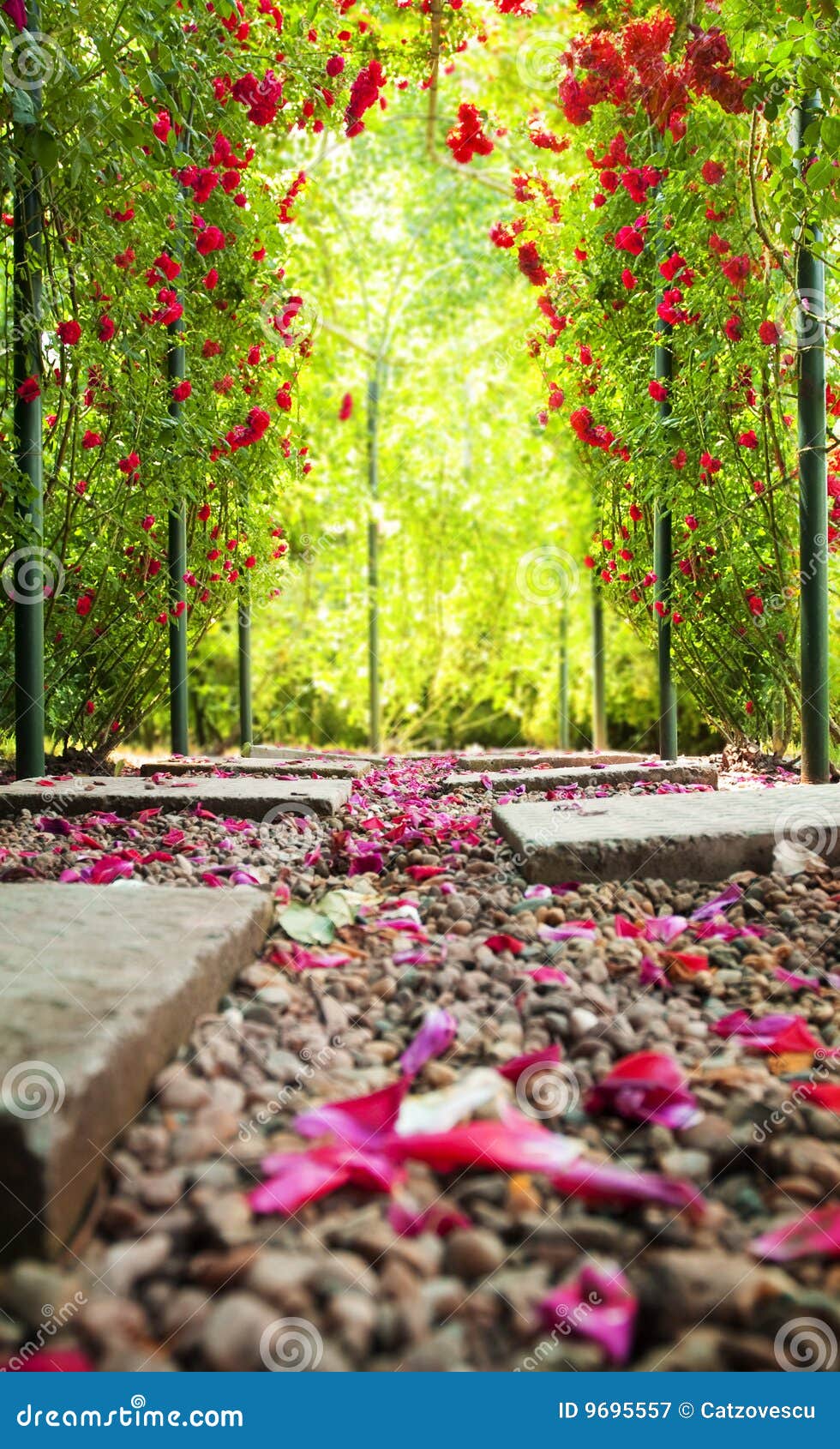Rose arch stock image. Image of ornamental, road, colors - 9695557