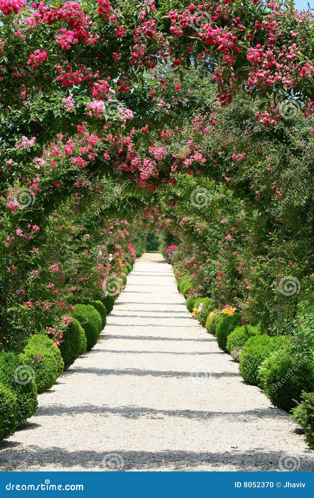 Rose Arch in the Garden stock photo. Image of purple, road - 8052370