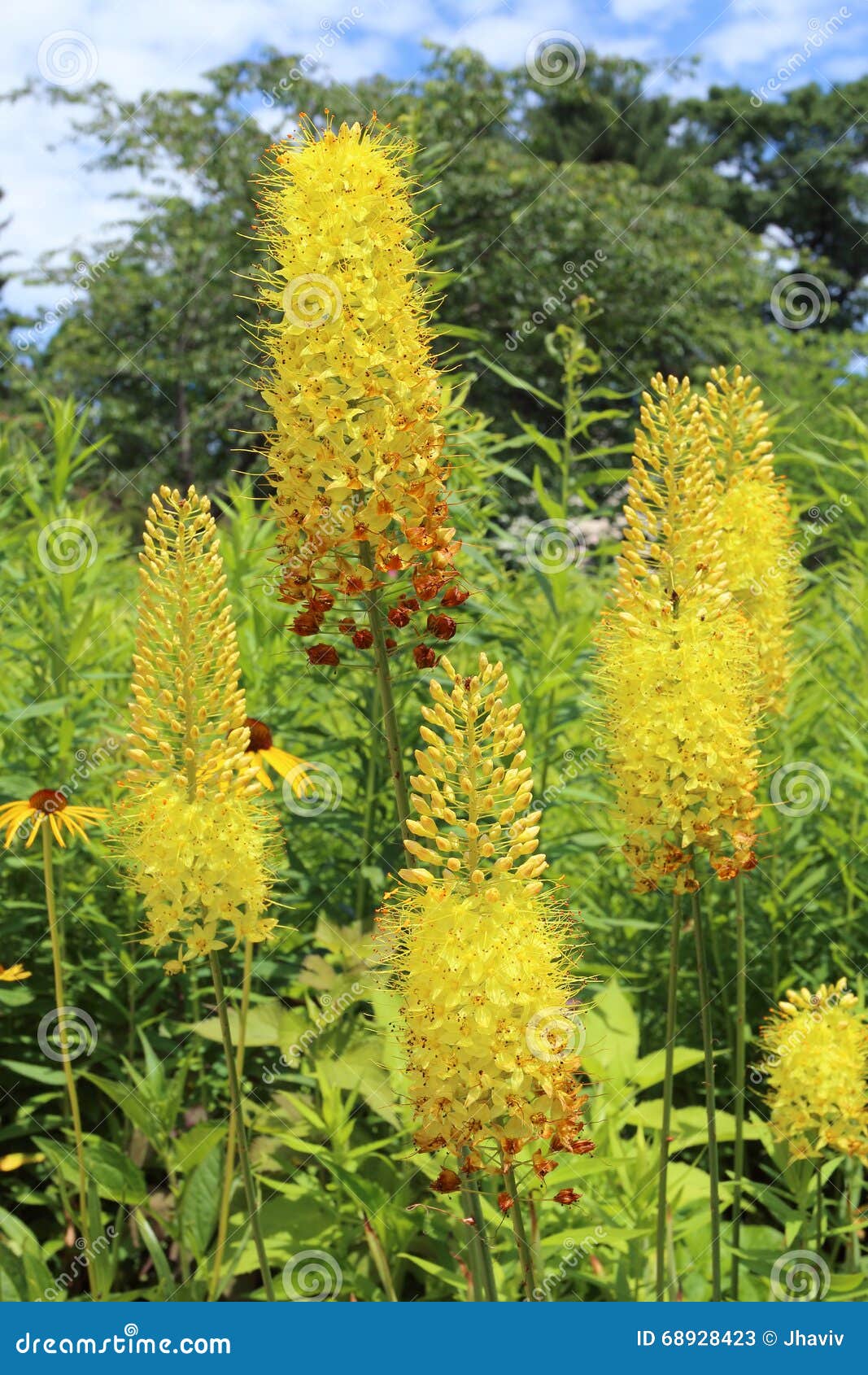 Rose Arch in the Garden stock image. Image of nature - 68928423