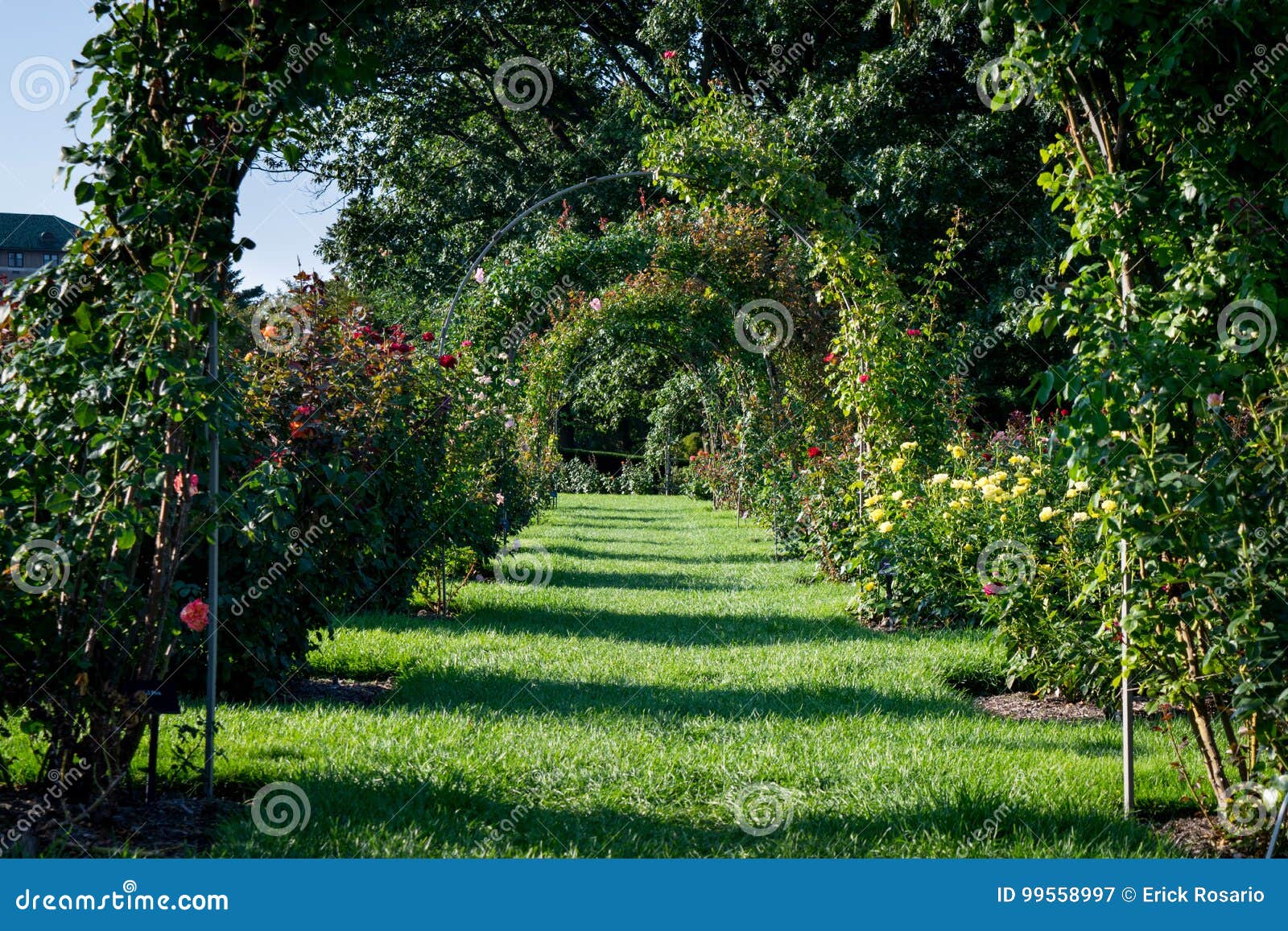 Rose arch stock image. Image of hershey, arch, rose, gardens - 99558997