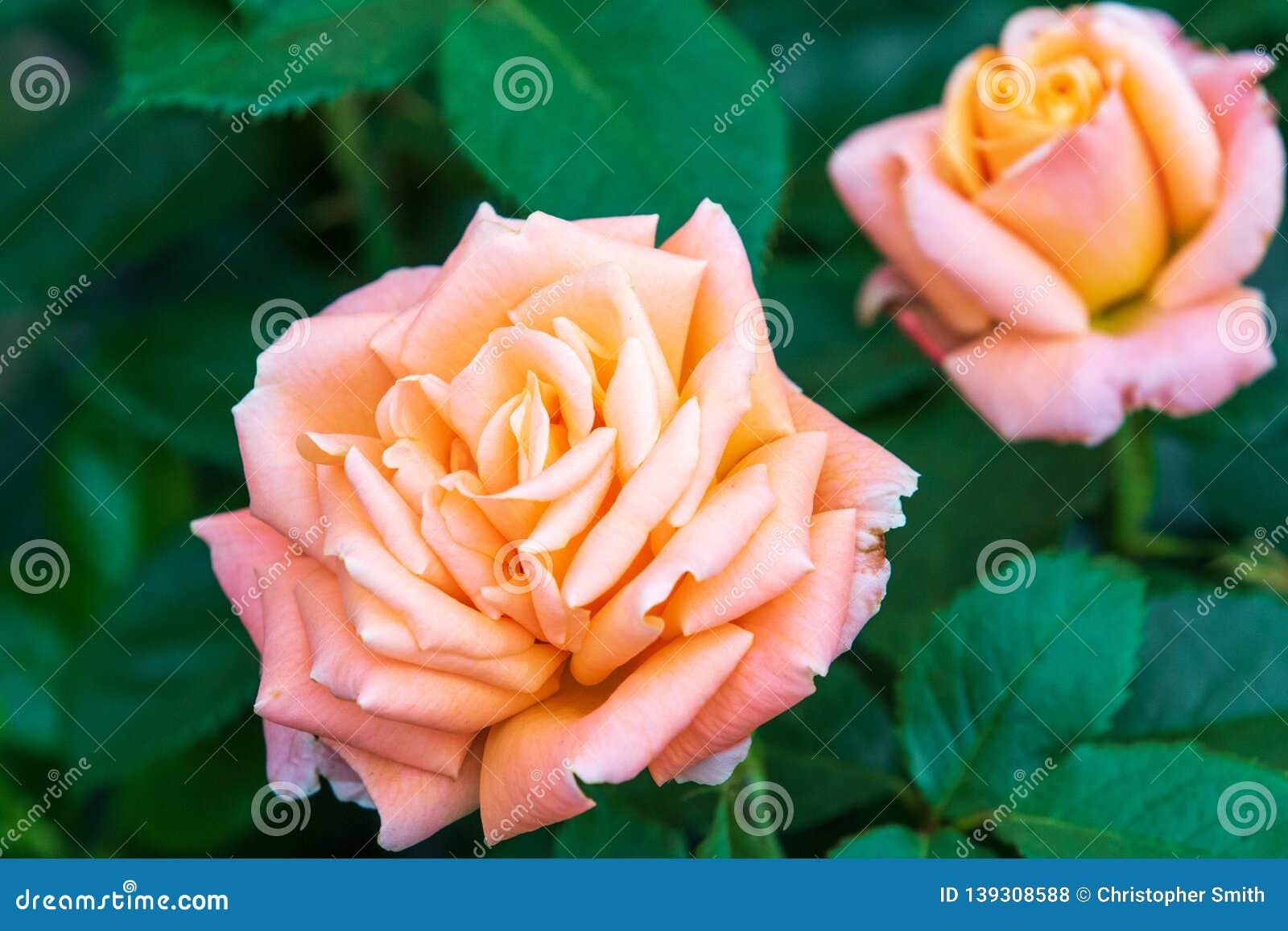 Rose Atlantic Star Floribunda Stock Photo - Image of leaf, card: 139308588