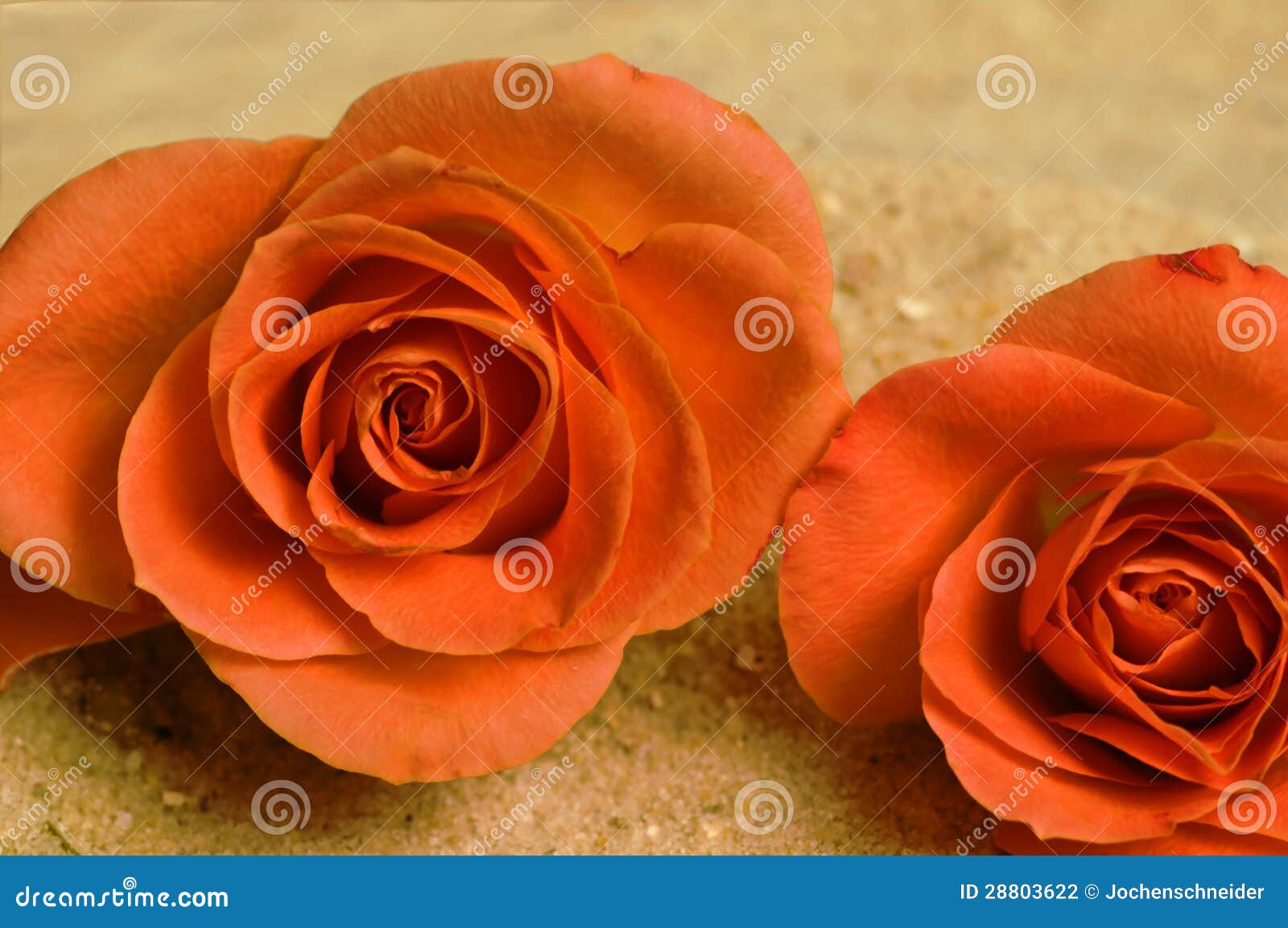 Rose auf einem Strand stockfoto. Bild von makro, partei - 28803622