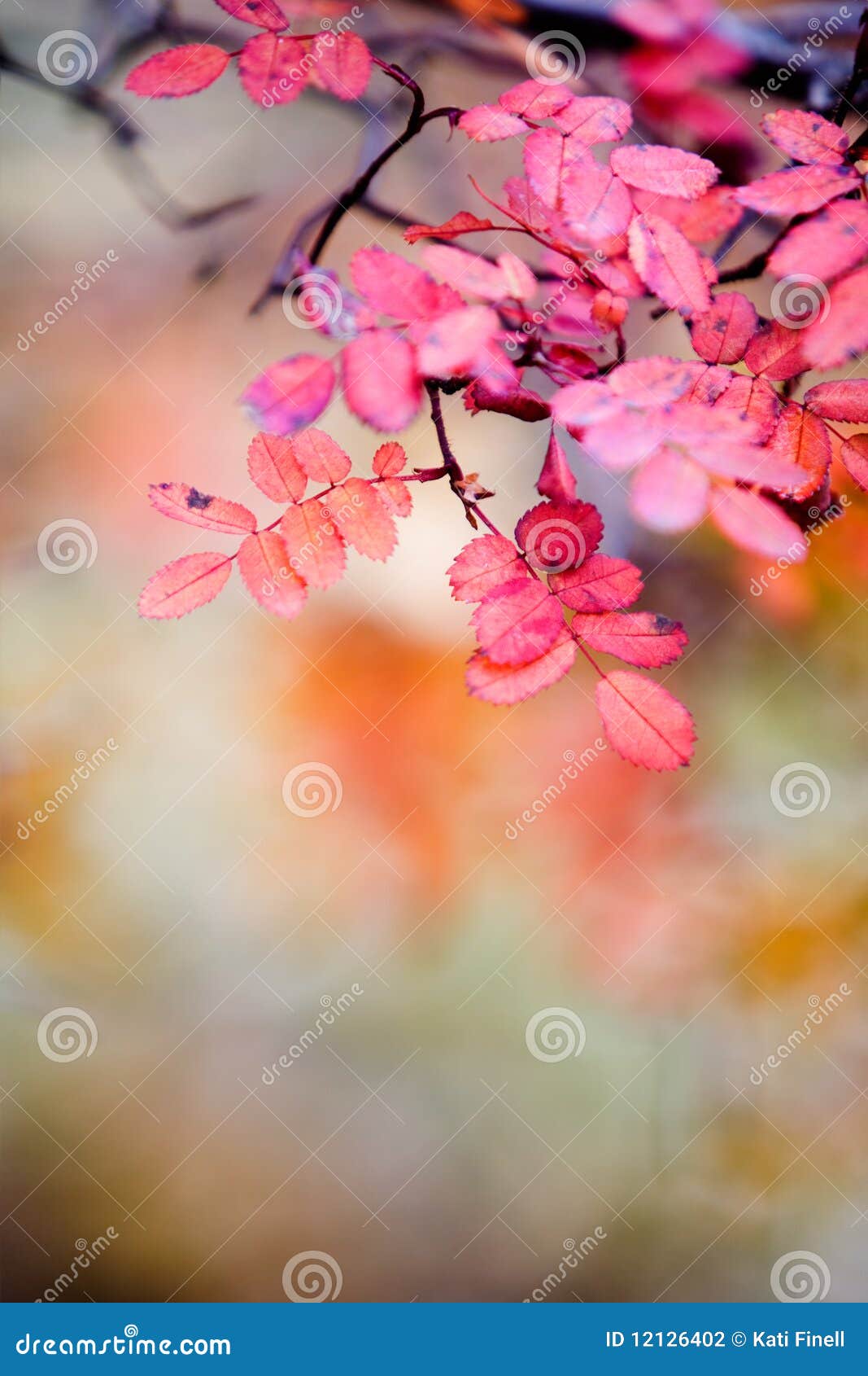 Rose in autumn stock photo. Image of symbol, garden, colorful - 12126402