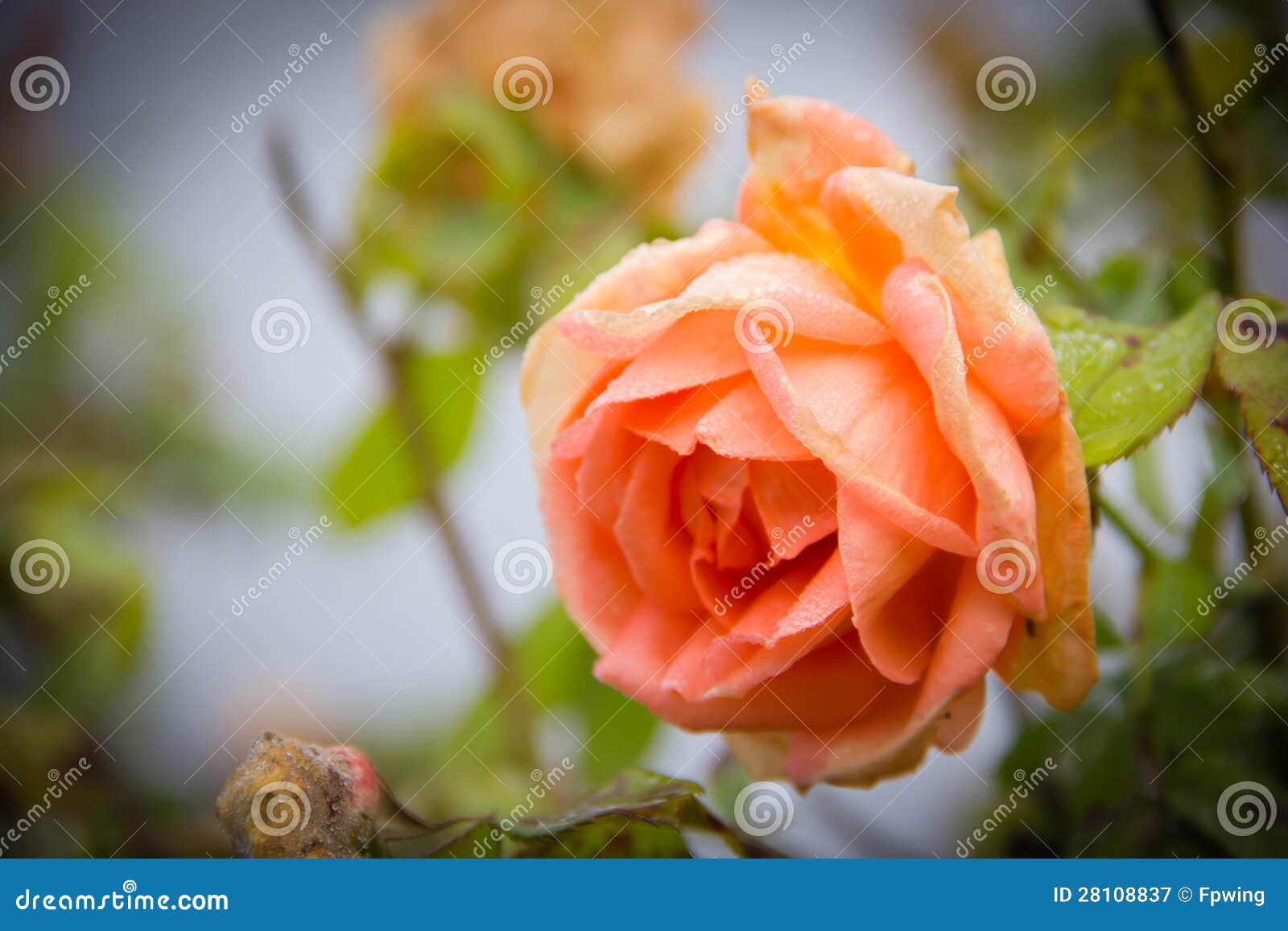A rose in autumn stock image. Image of cork, architecture - 28108837
