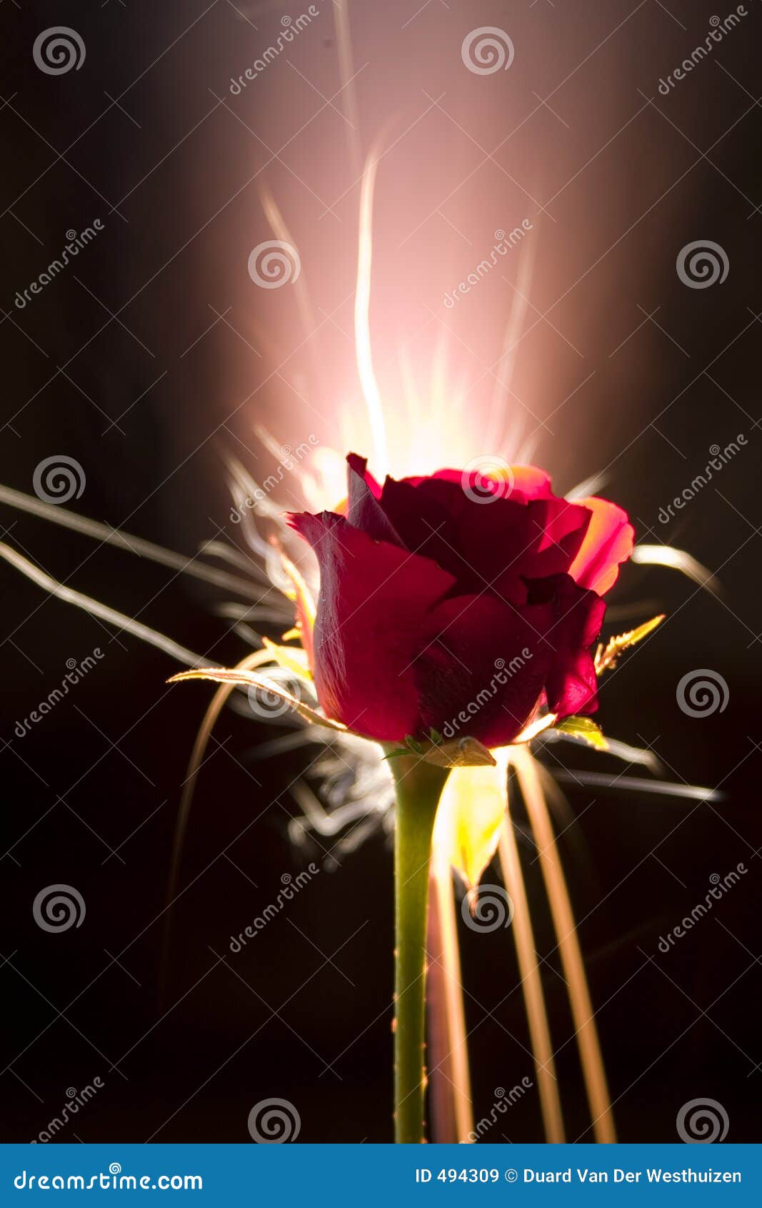 Rose Avec Le Feu D'artifice Image stock - Image du éclatement, lumière ...