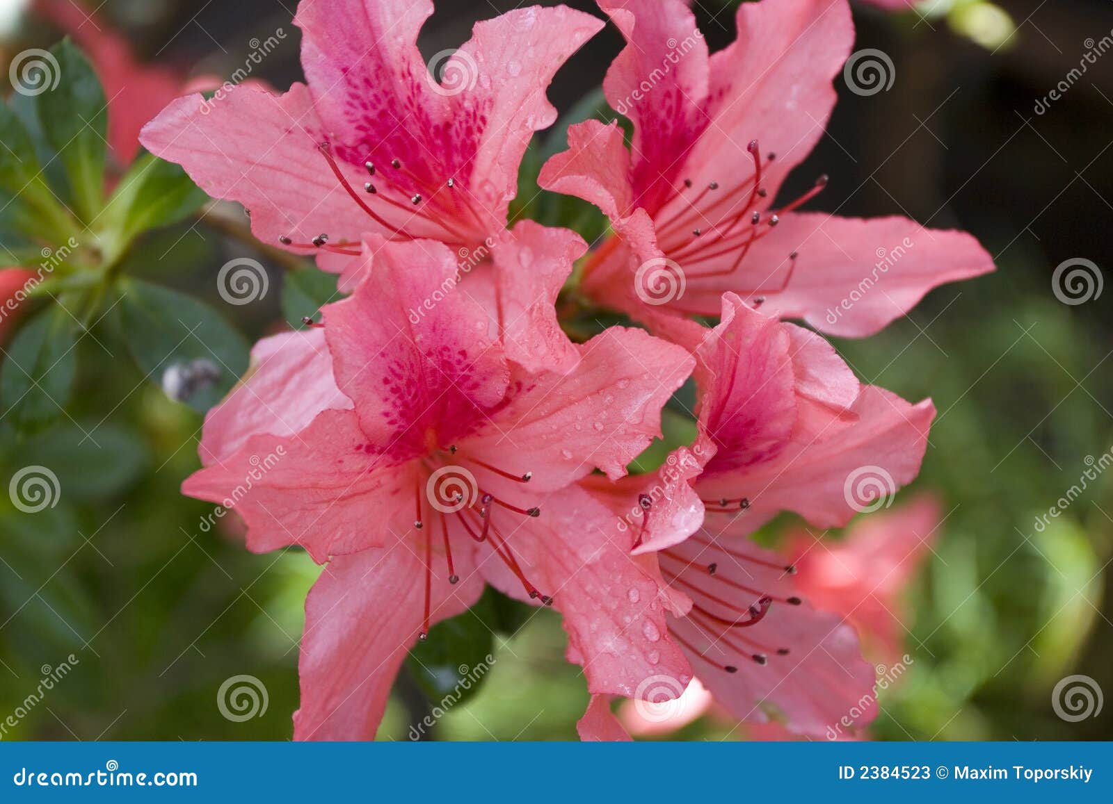 Rose azalea after a rain stock image. Image of garden - 2384523