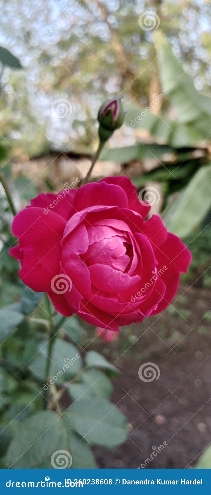 Rose with Baby Rose. stock photo. Image of pink, leaf - 260238608