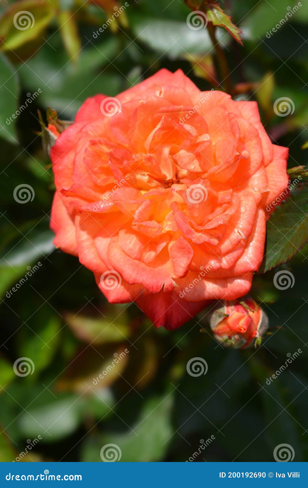 Rose Baby Masquerade stock photo. Image of close, nature - 200192690