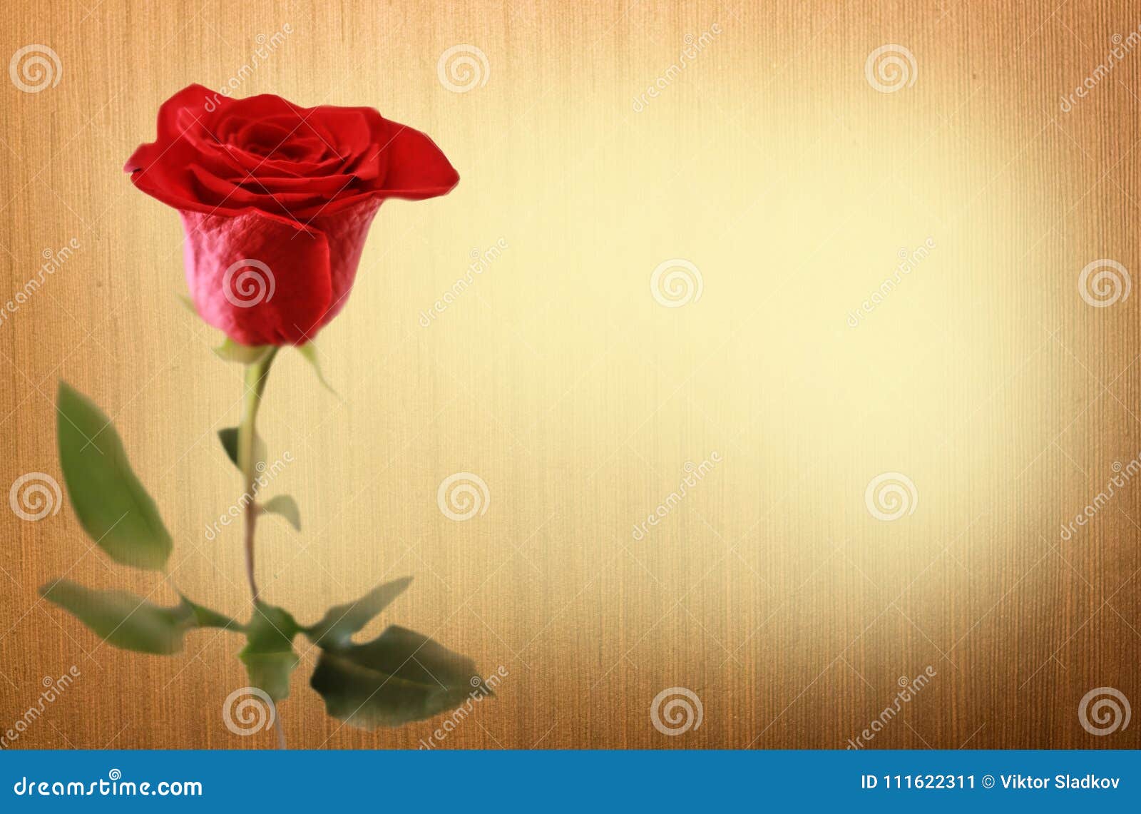 Rose background for design stock image. Image of invitation - 111622311