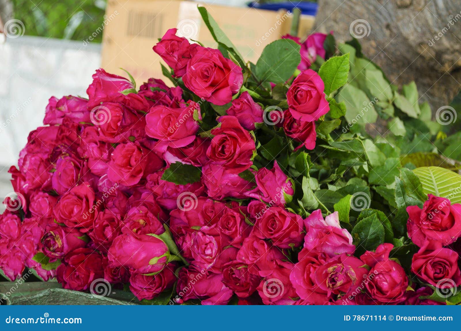 Rose stock photo. Image of flowers, magenta, pink, together - 78671114