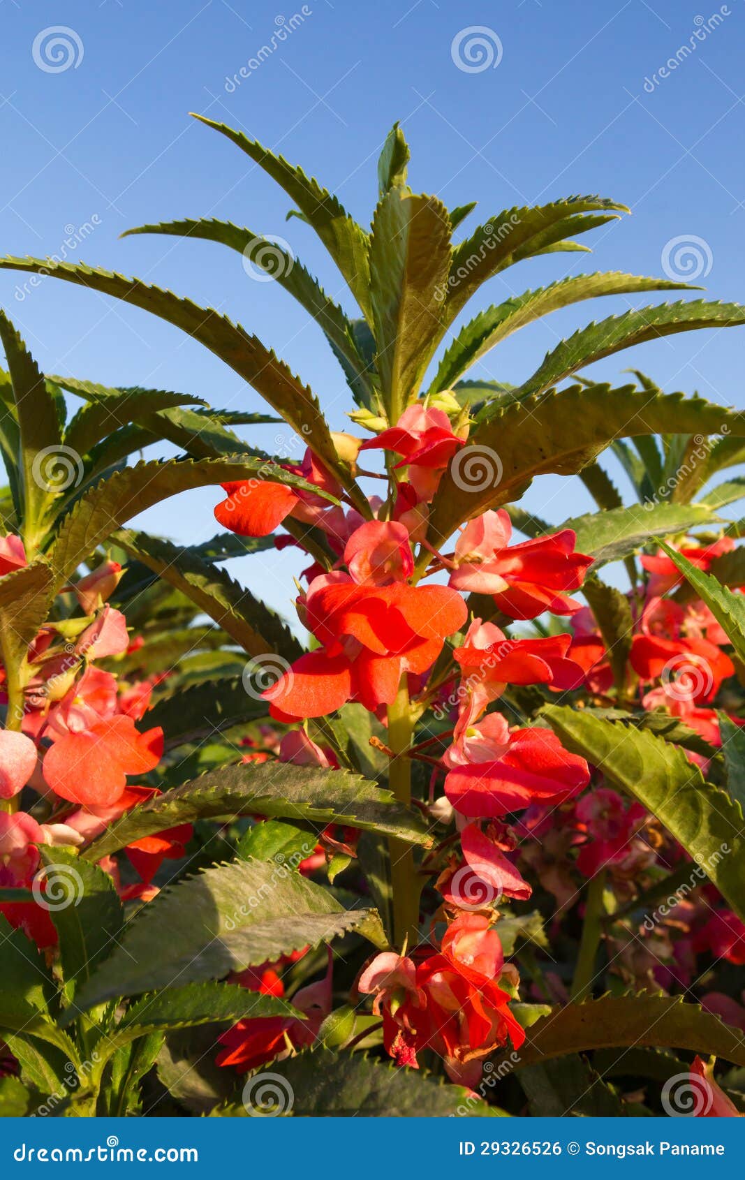 Rose Balsam flower stock photo. Image of petal, rain - 29326526