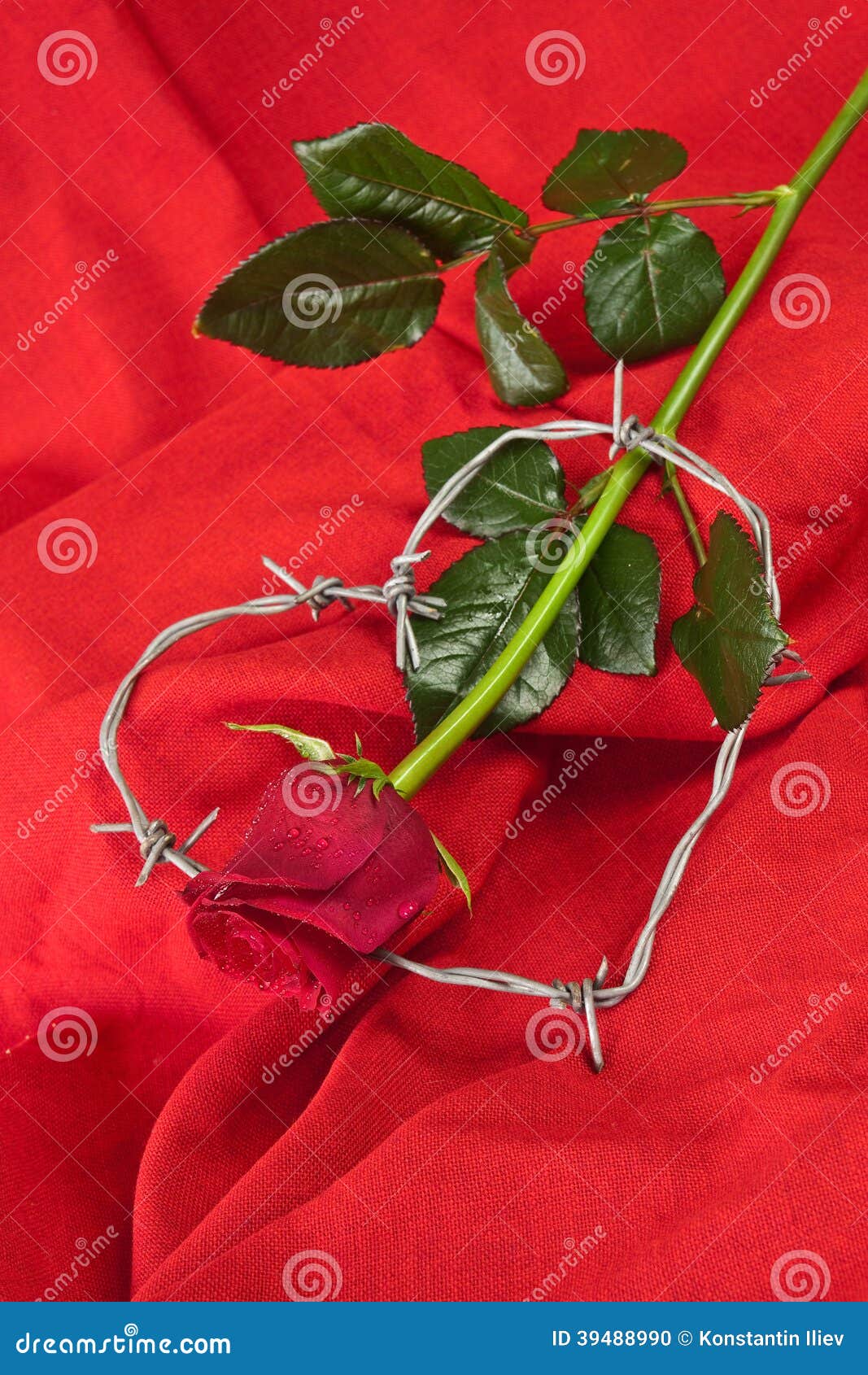 Rose and barbed wire stock photo. Image of fence, curling - 39488990