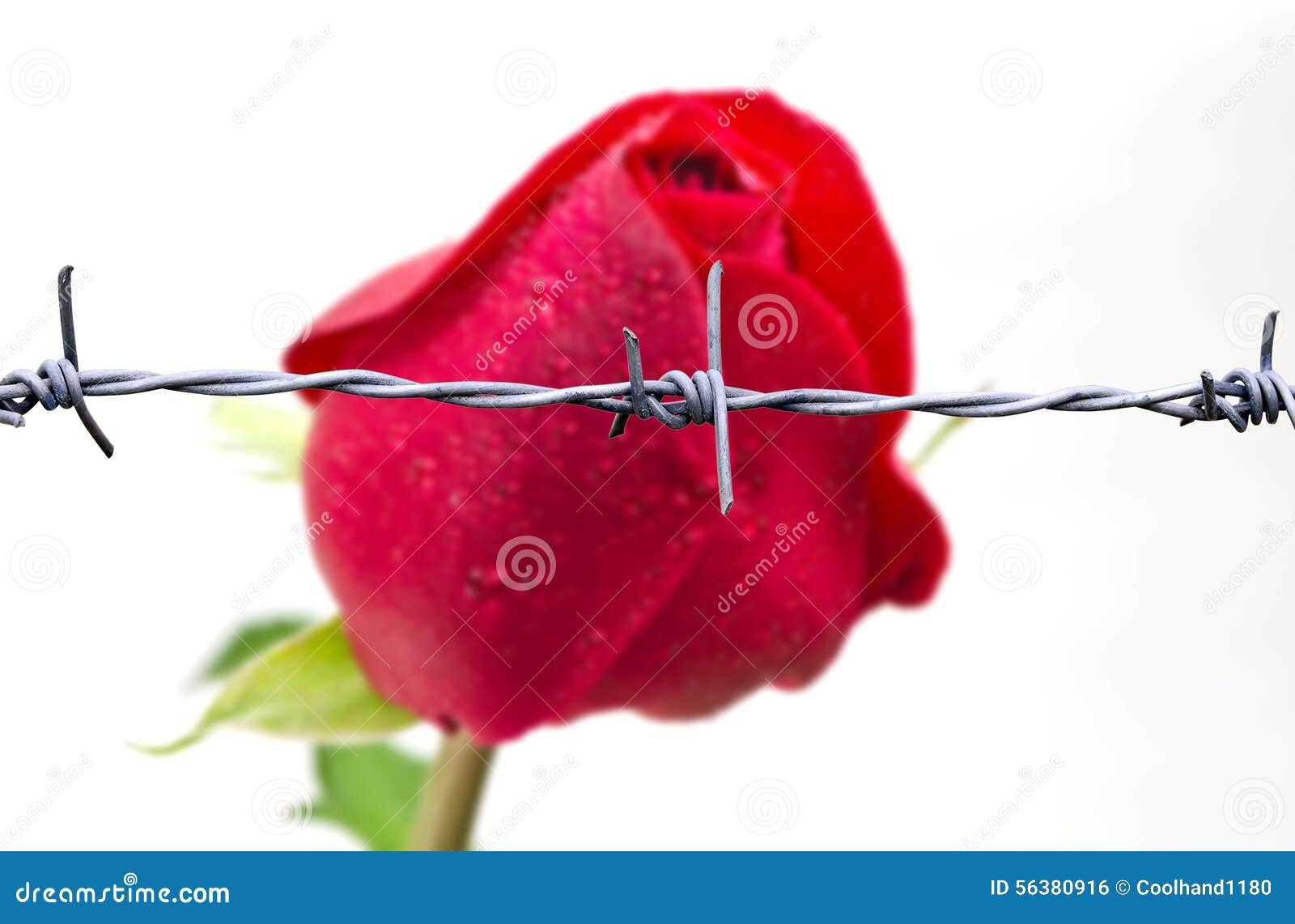 Rose and barbed wire stock photo. Image of stop, flower - 56380916