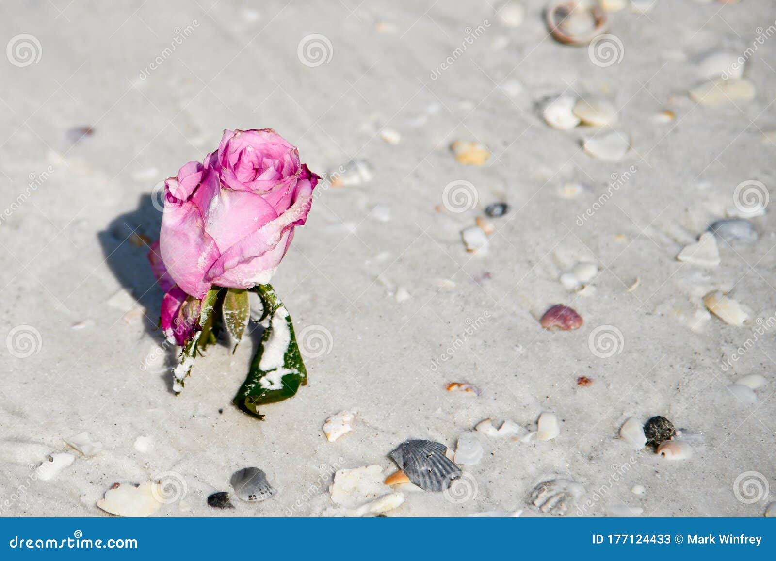 Rose on Beach stock image. Image of floral, love, holiday - 177124433