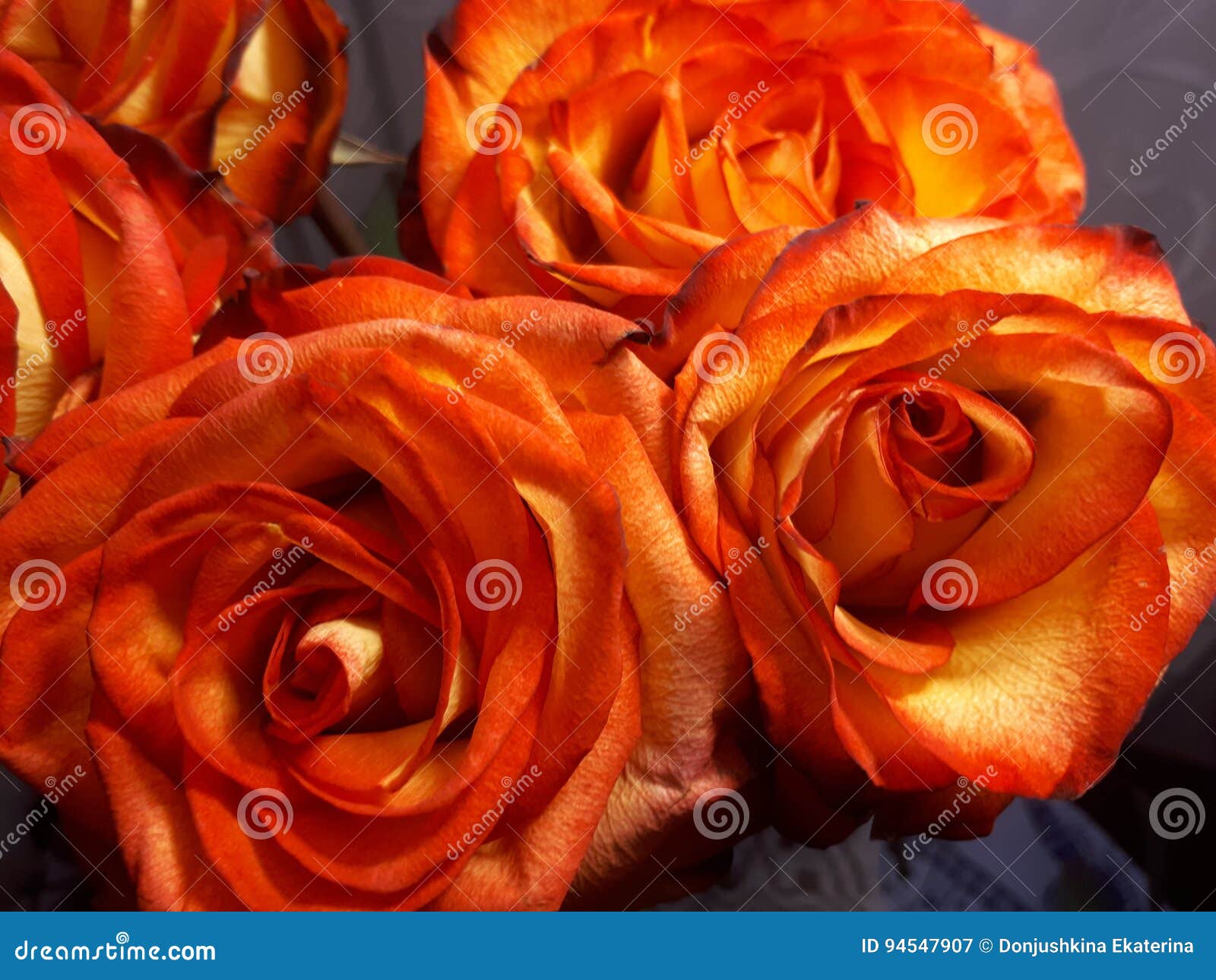 Rose stock image. Image of beautiful, doublecolour, bouquet - 94547907