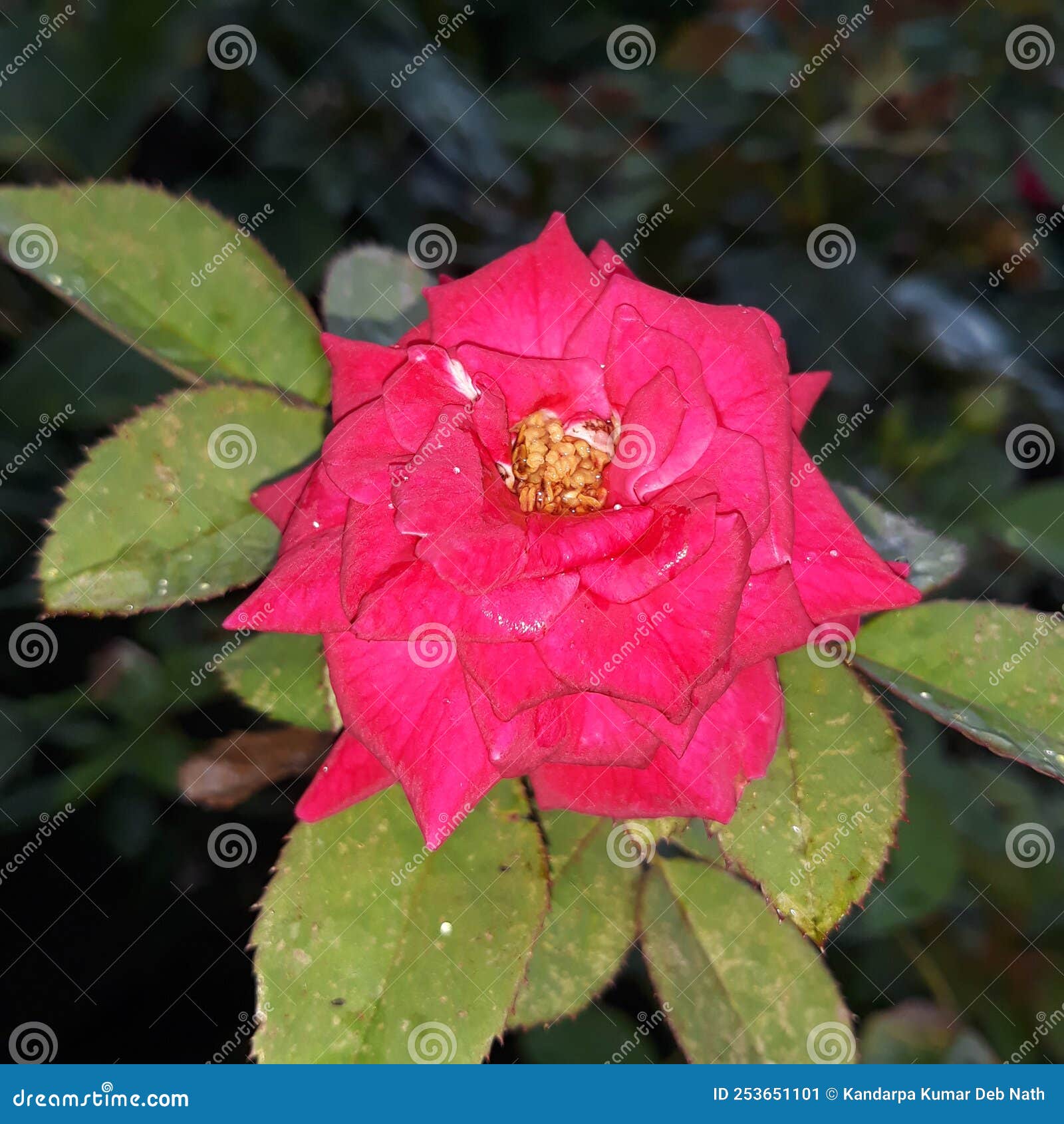 Rose stock image. Image of rose, flower, beautiful, assam - 253651101