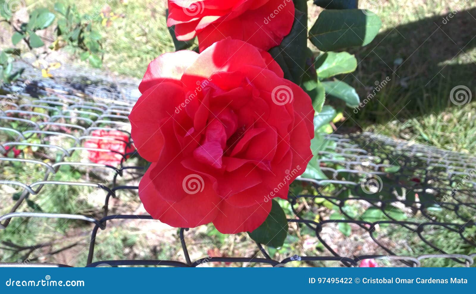 Rose stock photo. Image of green, forest, garden, plant - 97495422
