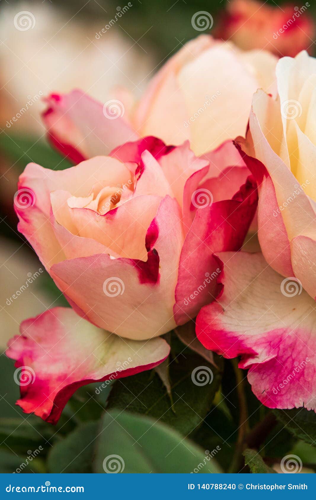 Rose stock photo. Image of holiday, color, pattern, nature - 140788240