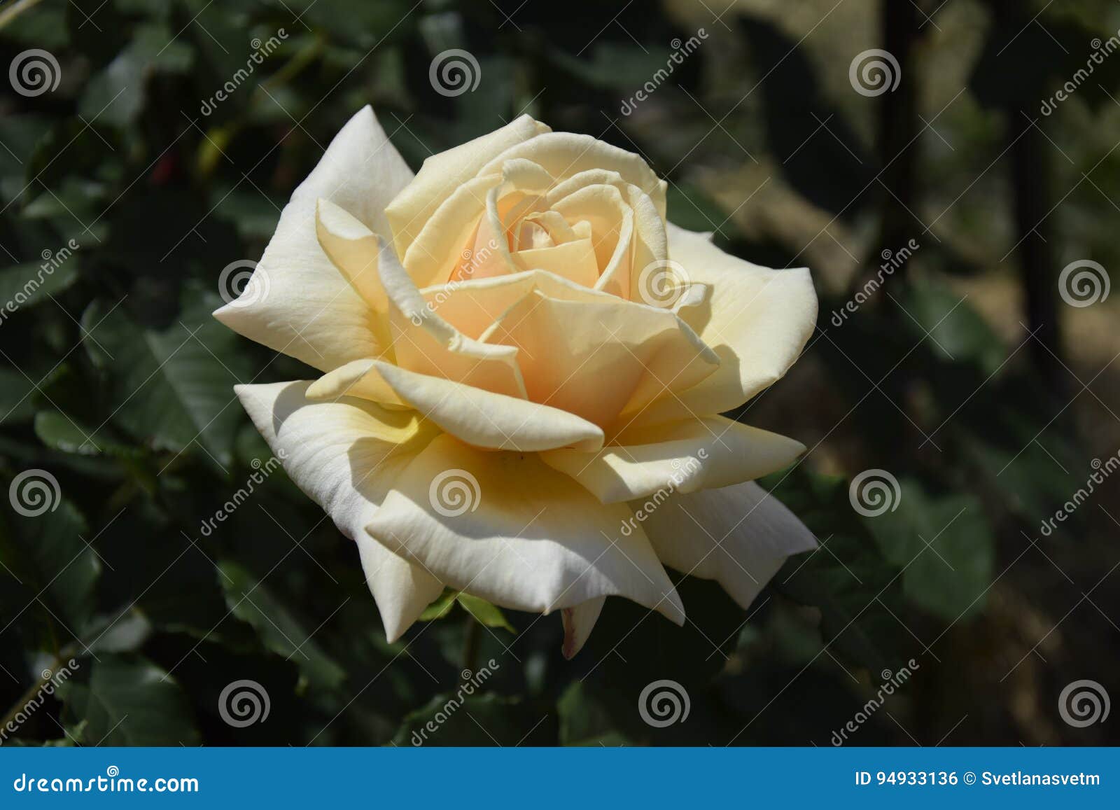 Beige rose stock photo. Image of amazing, nature, growing - 94933136