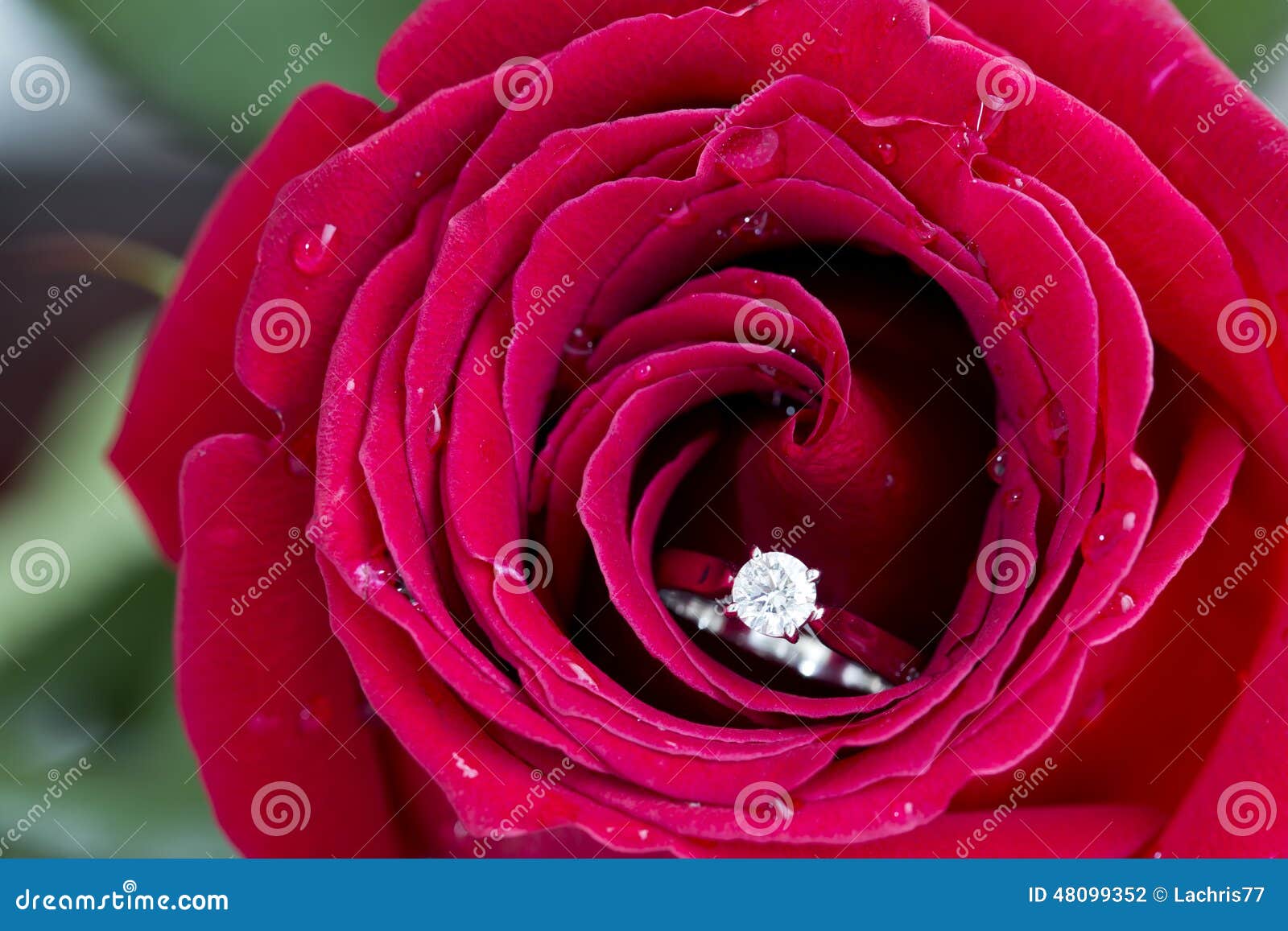 Rose stock photo. Image of closeup, diamond, delicate - 48099352