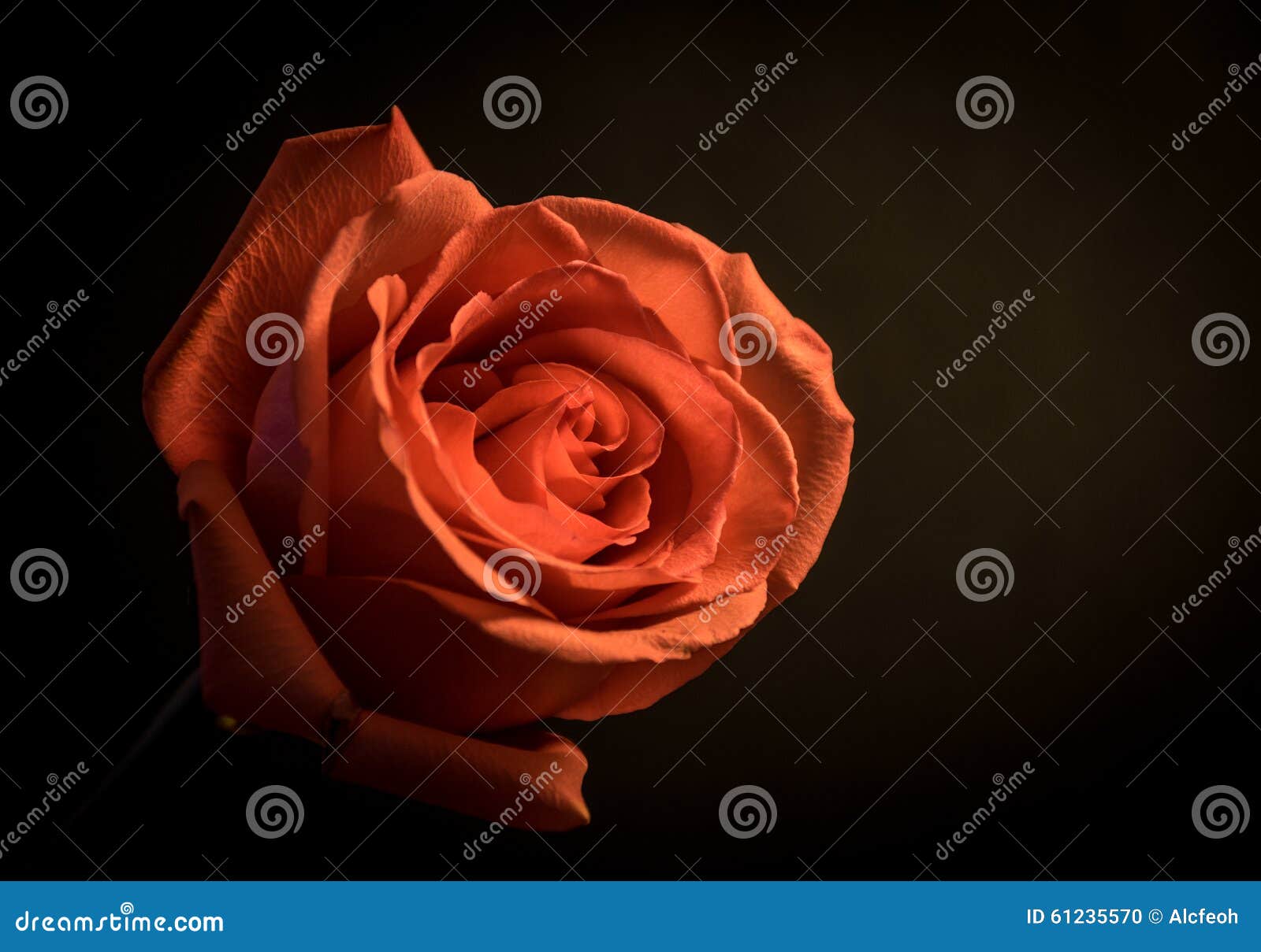Rose stock photo. Image of pink, beautiful, background - 61235570