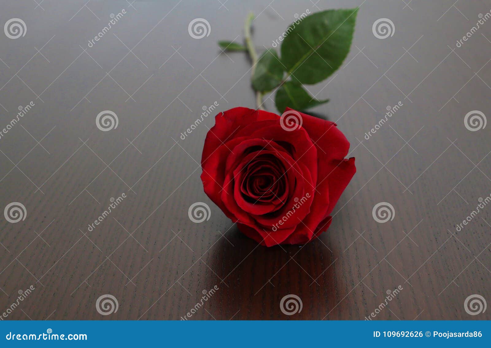 Rose stock photo. Image of attraction, table, together - 109692626