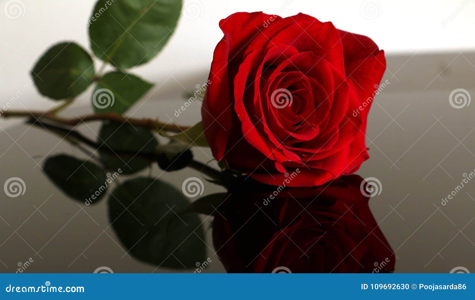 Rose stock photo. Image of spouse, love, valentine, married - 109692630