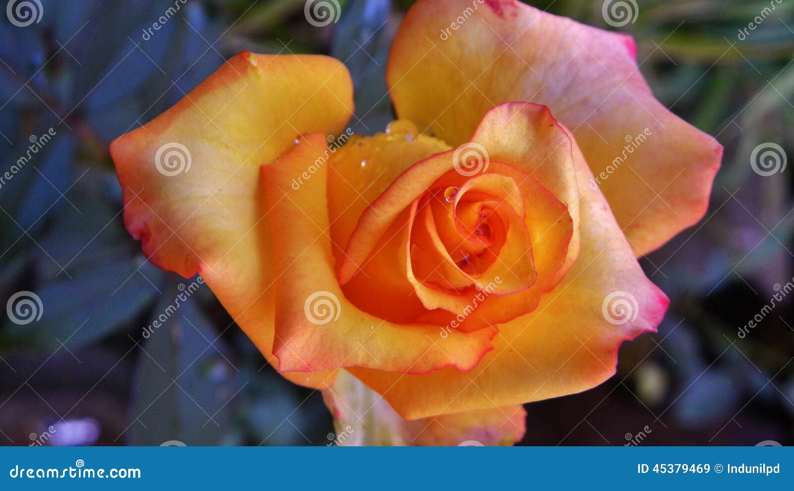 Rose stock image. Image of frontpage, flora, lanka, attractive - 45379469