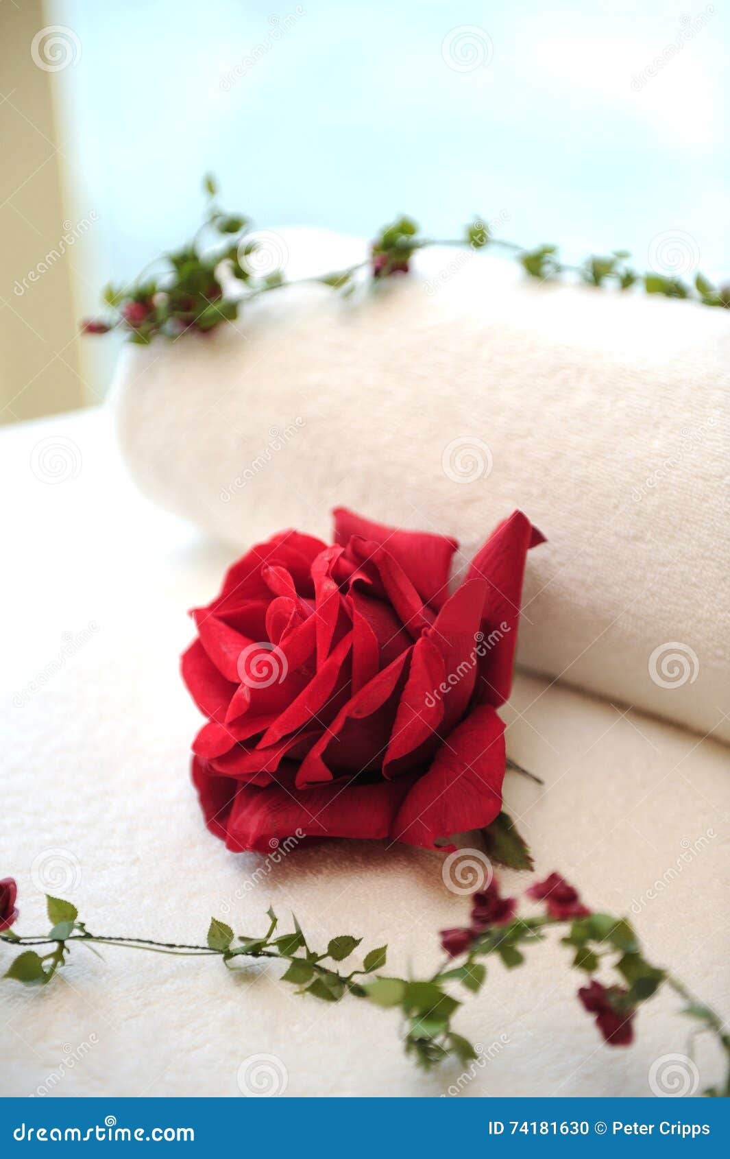 Rose on bed stock photo. Image of flower, treatment, room - 74181630