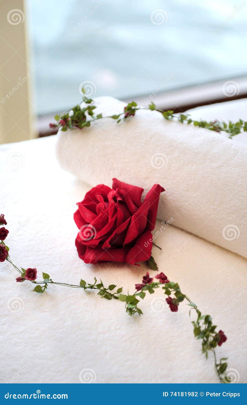Rose on bed stock photo. Image of relaxing, flower, rose - 74181982