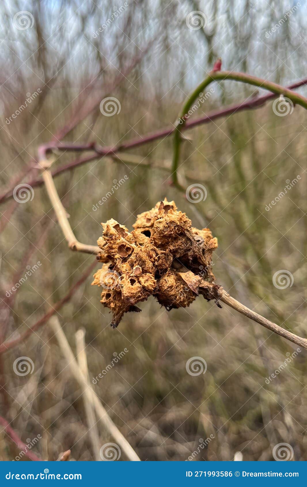 Rose Bedeguar Gall, Mature Gall On A Dog Rose Royalty-Free Stock Image ...