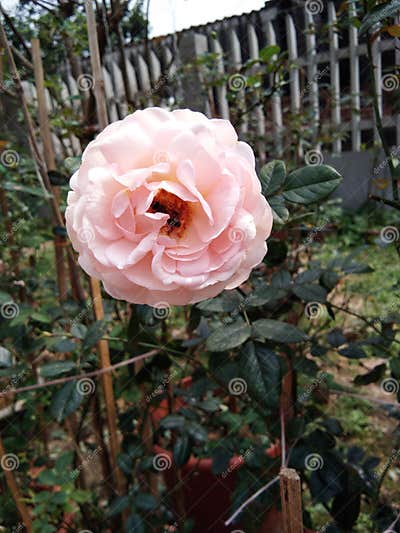 Rose and Bee in the Garden stock photo. Image of blossom - 111255810