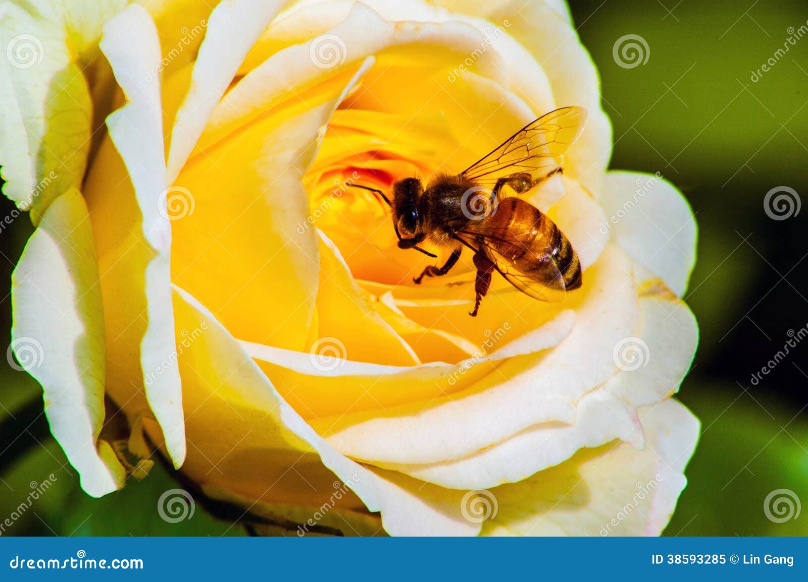 The rose and bee stock image. Image of rose, spur, honeybee - 38593285